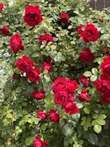 Florentina™ Climbing Rose | Vines & Climbers – Great Garden Plants