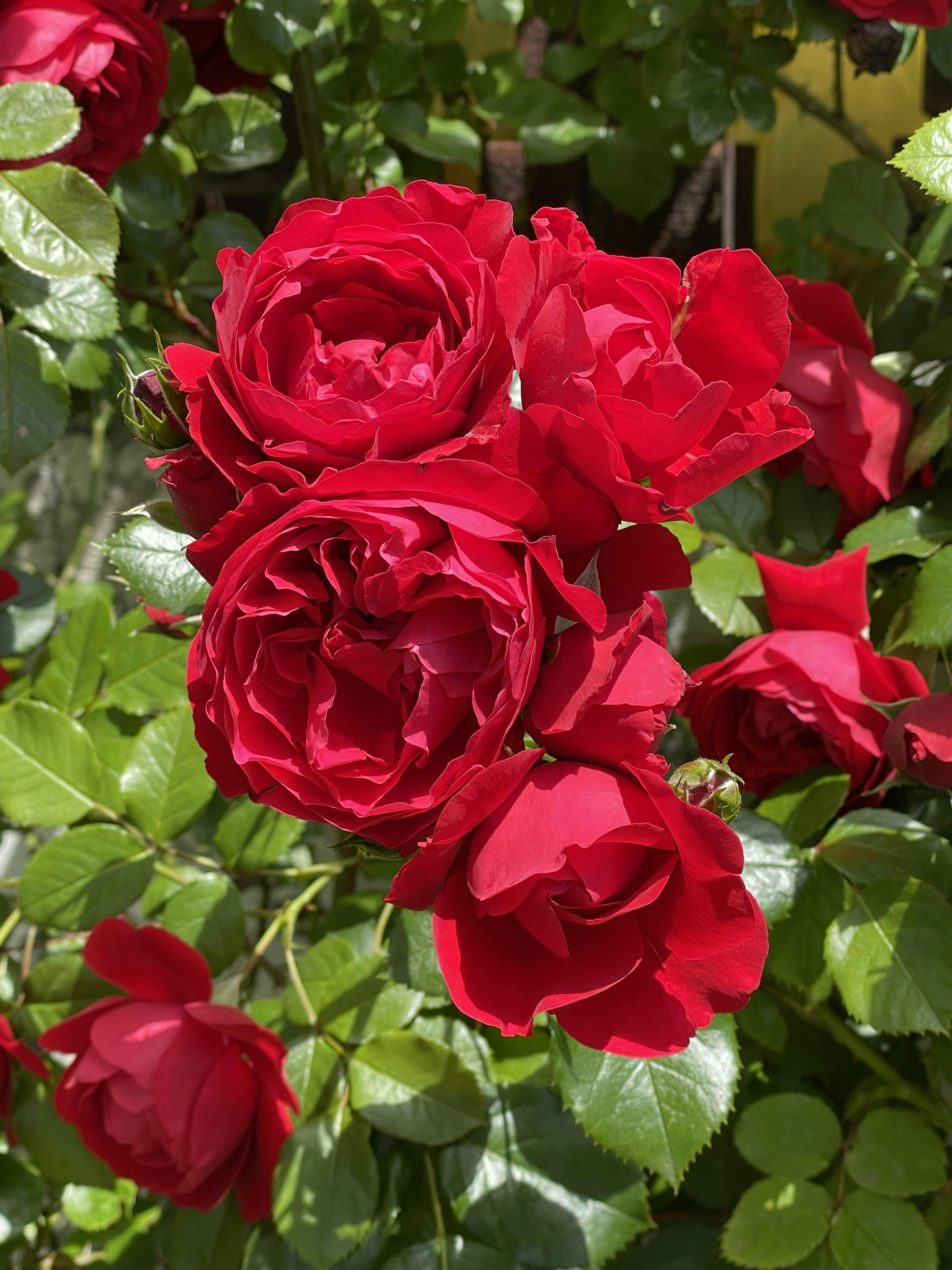 Florentina™ Climbing Rose | Vines & Climbers – Great Garden Plants