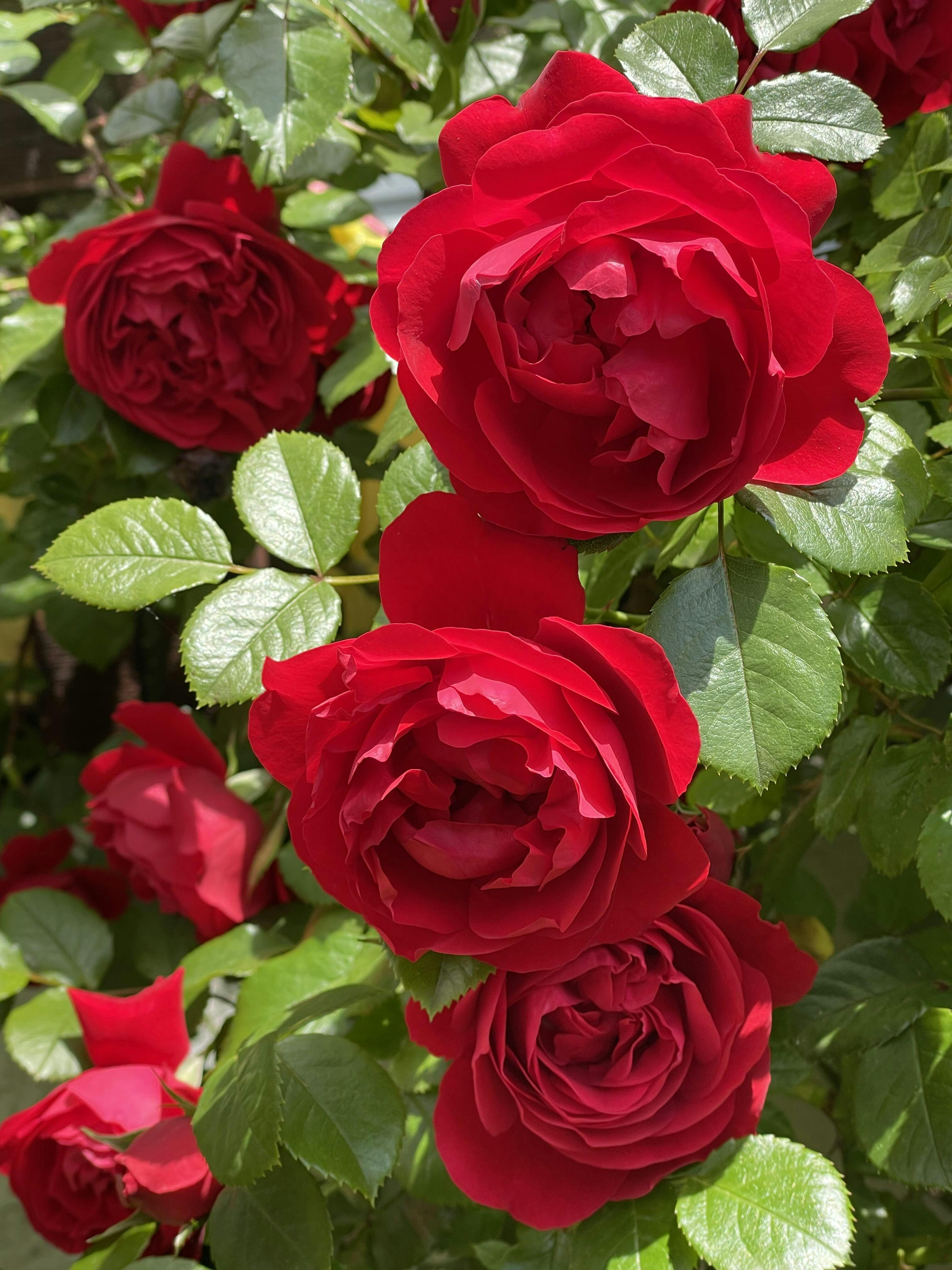 Florentina™ Climbing Rose | Vines & Climbers – Great Garden Plants