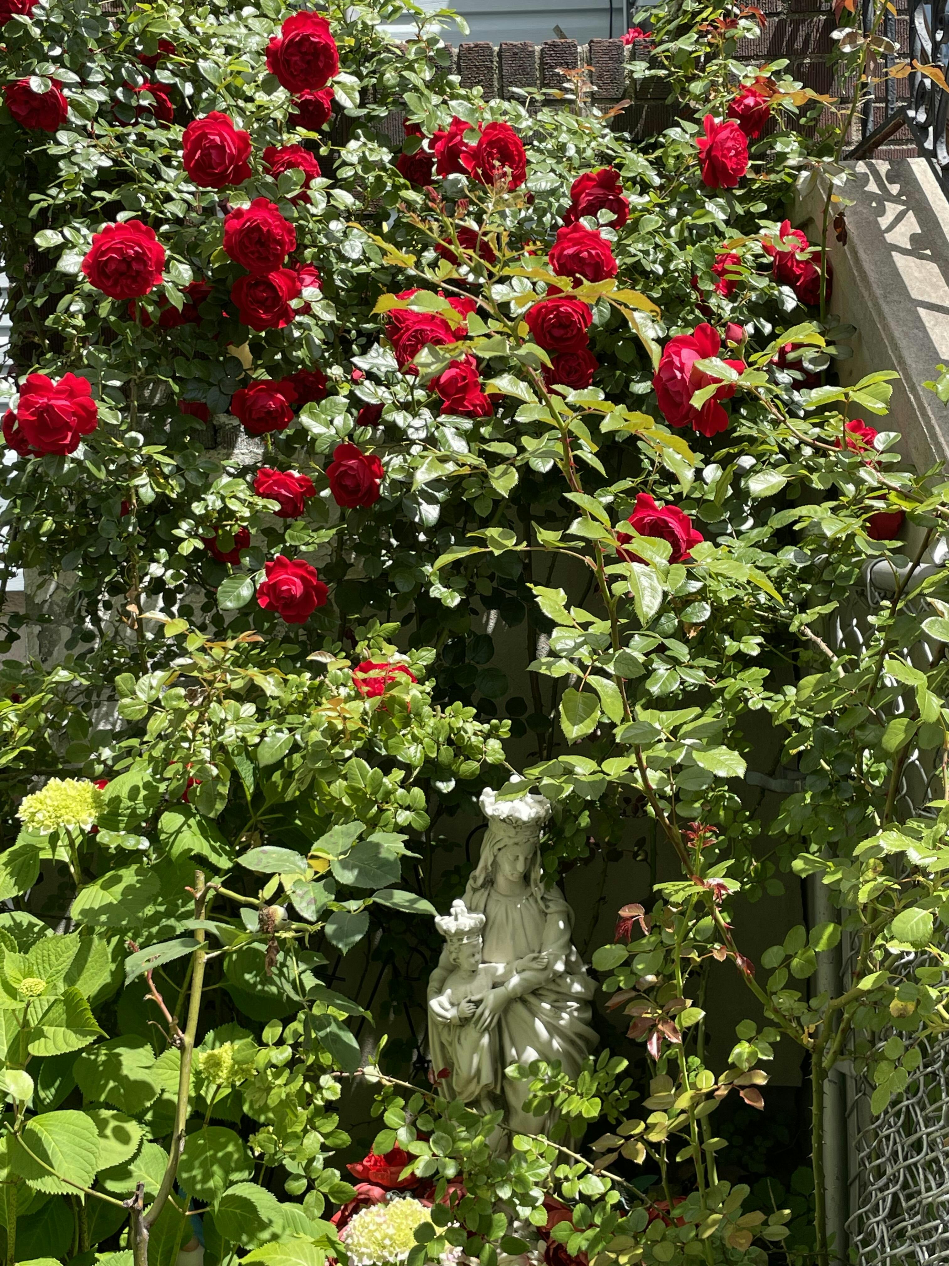 Florentina™ Climbing Rose | Vines & Climbers – Great Garden Plants