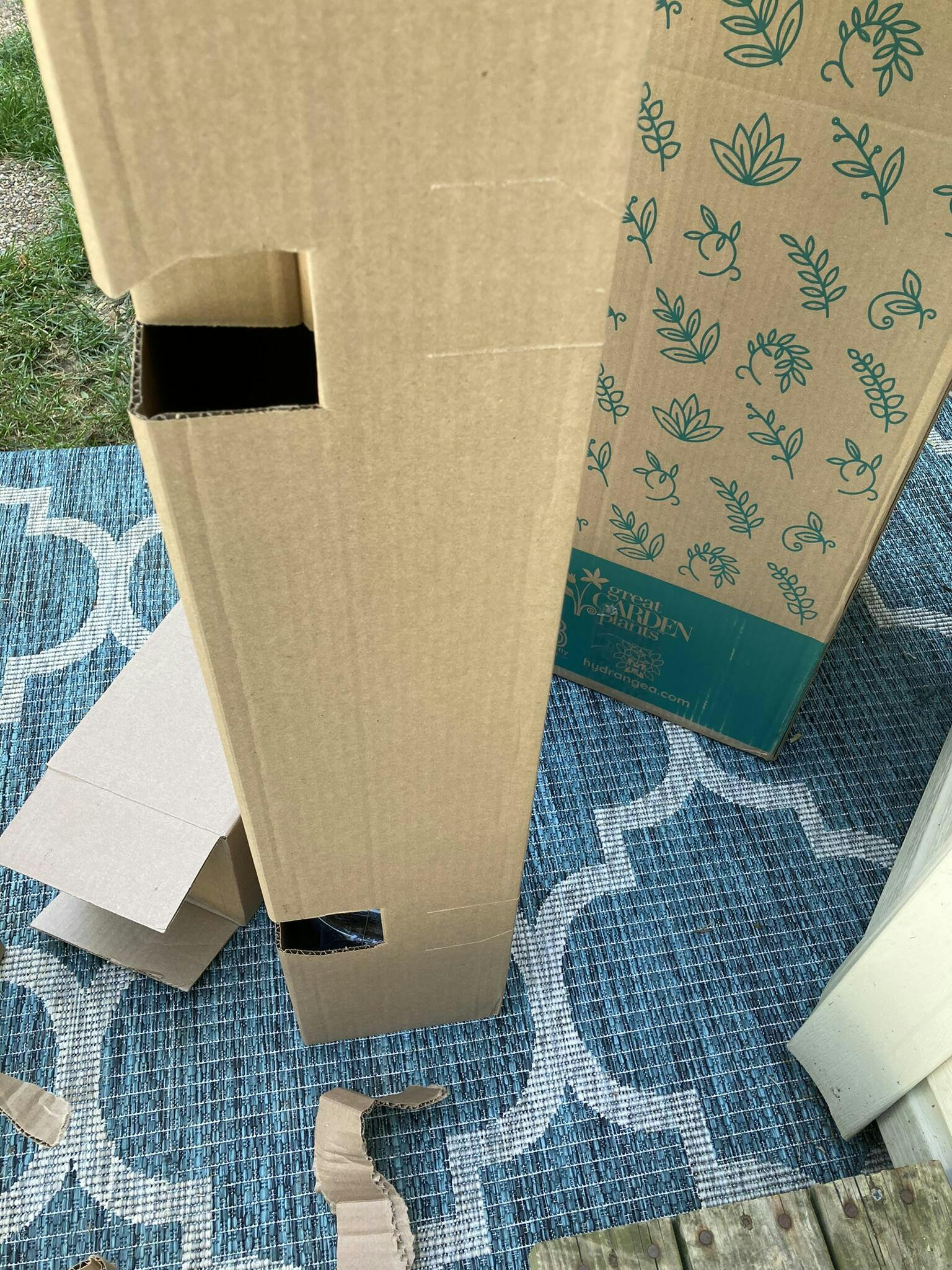 Full Speed A Hedge® 'Thin Man' Arborvitae | Shrubs & Trees – Great ...