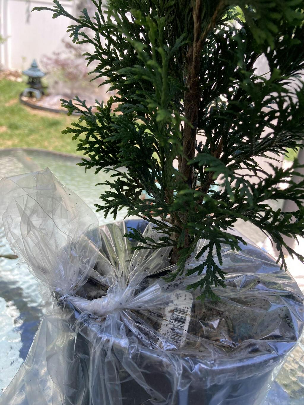 Full Speed A Hedge® 'Thin Man' Arborvitae | Shrubs & Trees – Great ...