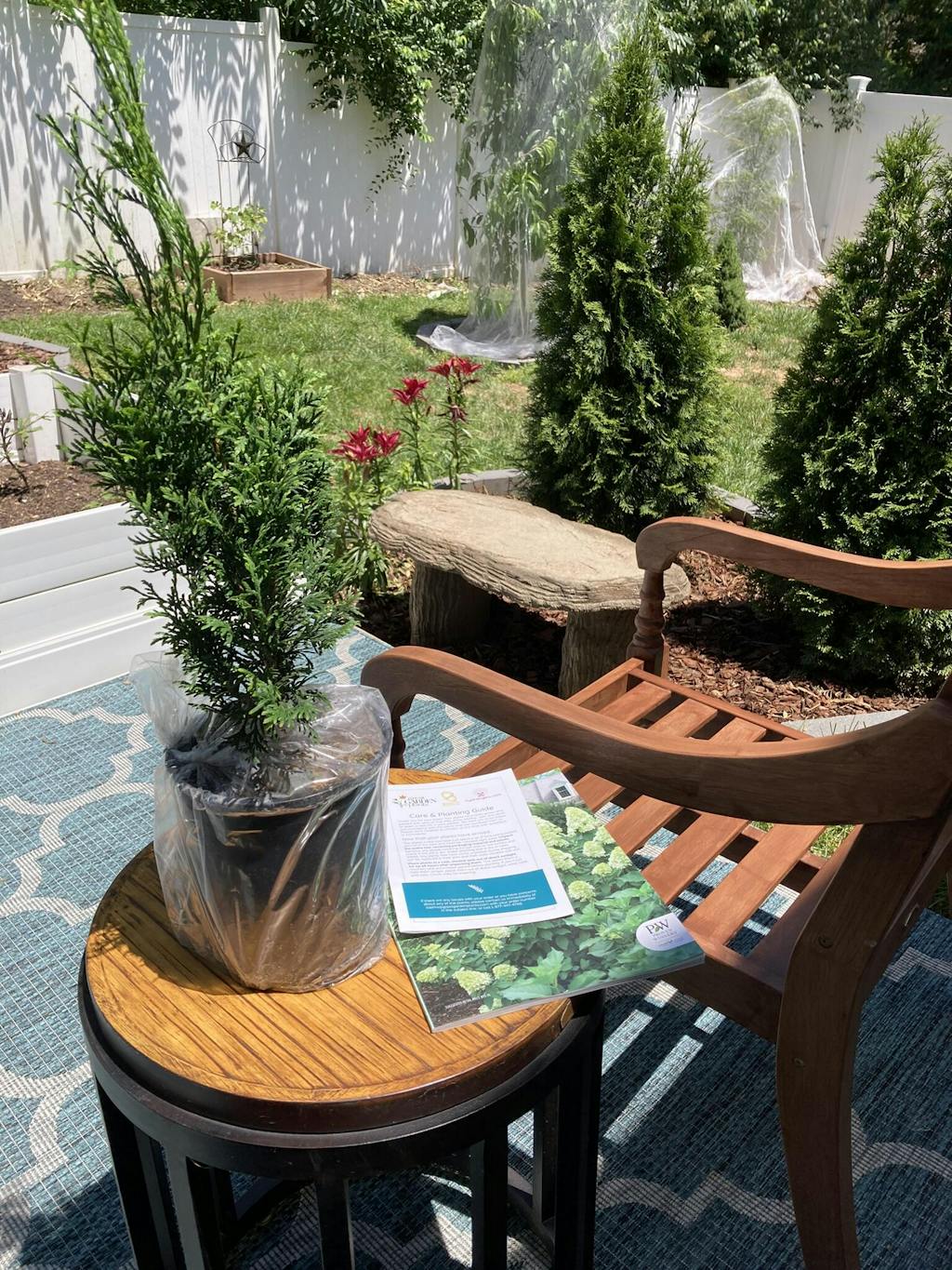 Full Speed A Hedge® 'Thin Man' Arborvitae | Shrubs & Trees – Great ...