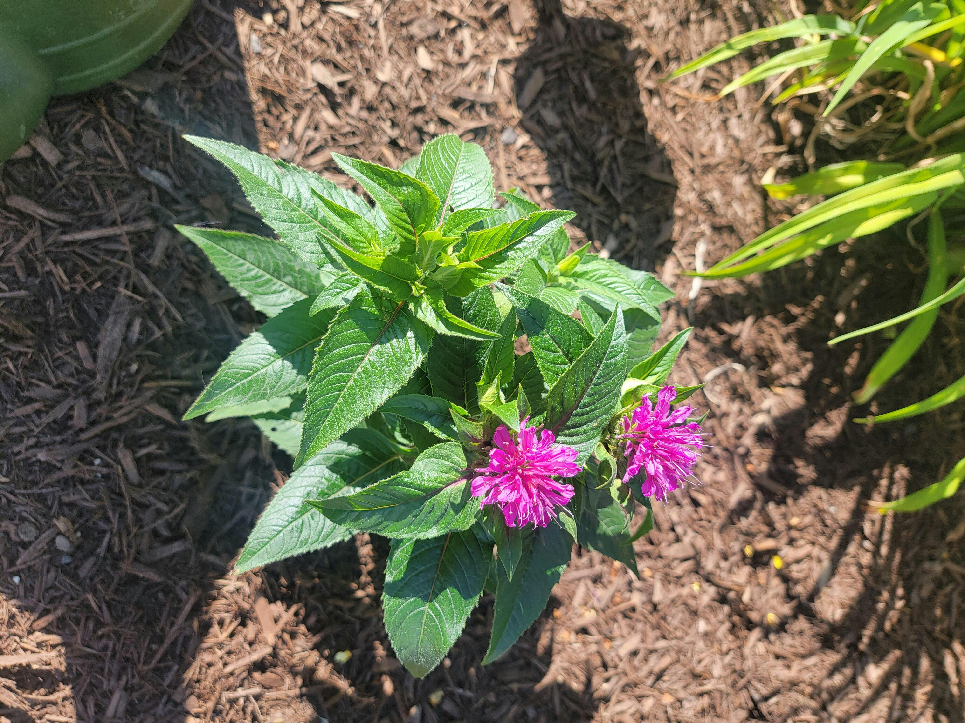 'Pardon My Purple' Bee Balm (Monarda) | Perennials – Great Garden Plants