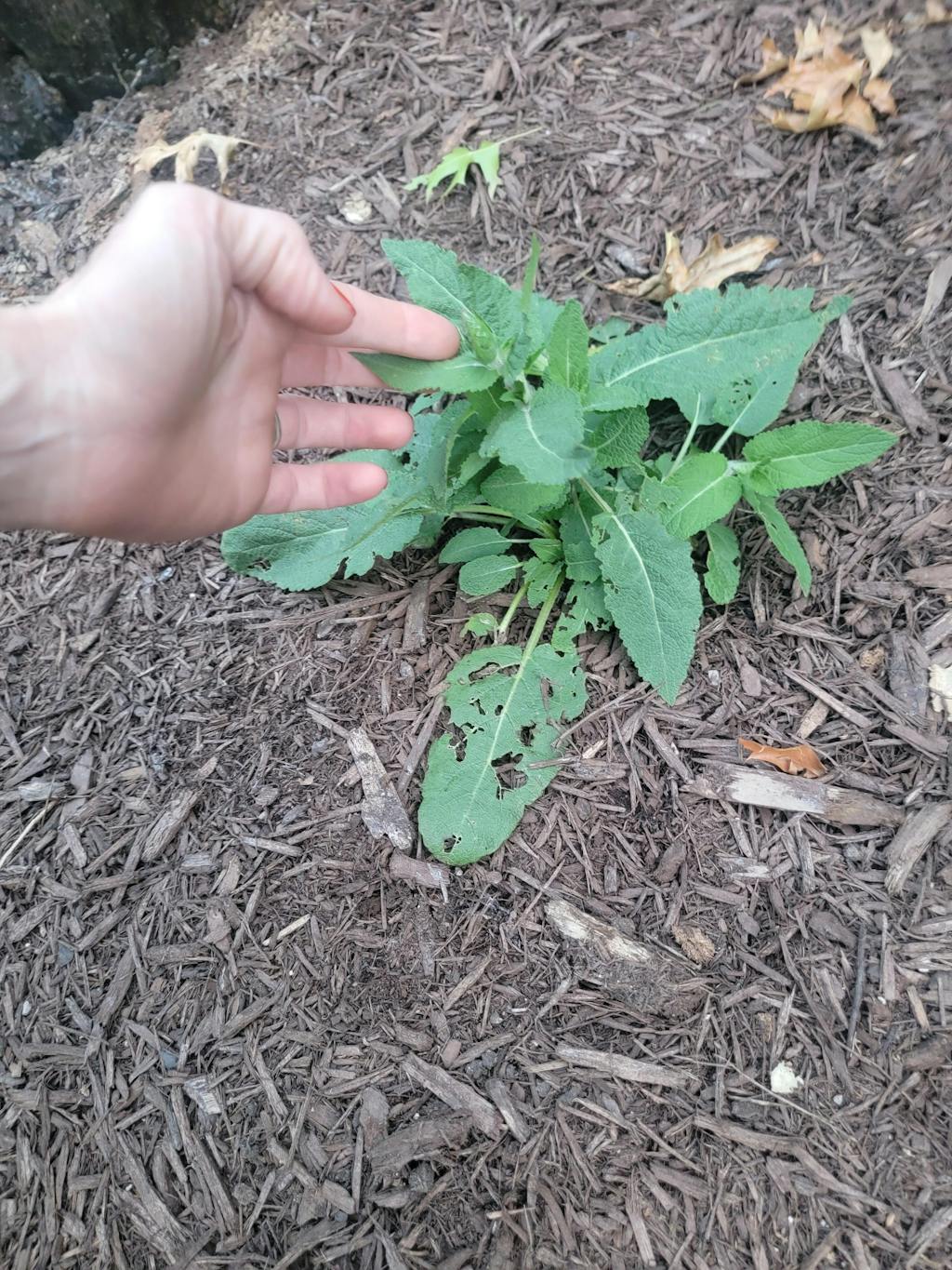 Color Spires® 'Violet Riot' Salvia | Perennials – Great Garden Plants