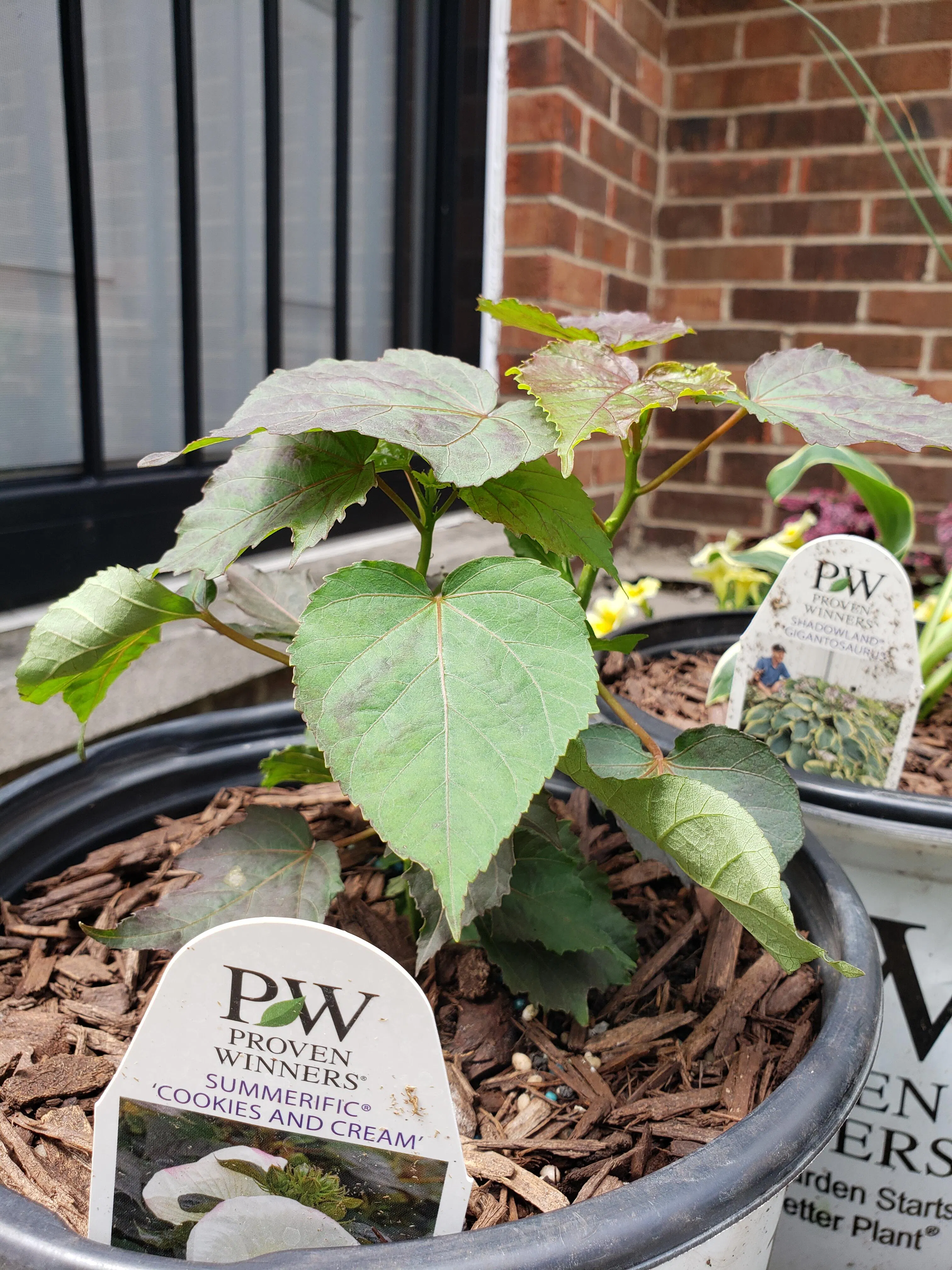 Summerific® 'Cookies and Cream' Perennial Hibiscus | Proven Winners ...
