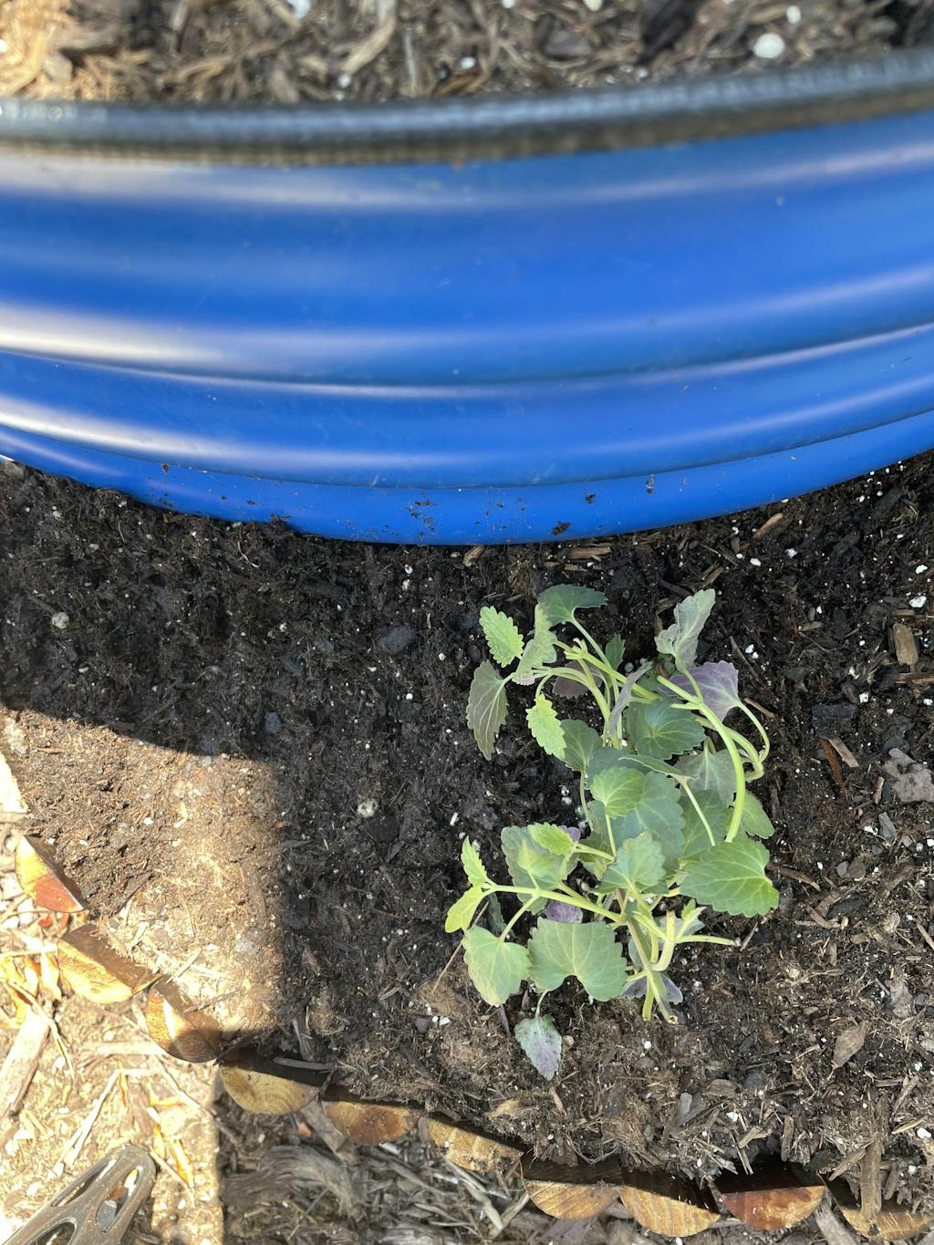 Meant to Bee™ Royal Raspberry Hummingbird Mint - Anise Hyssop ...