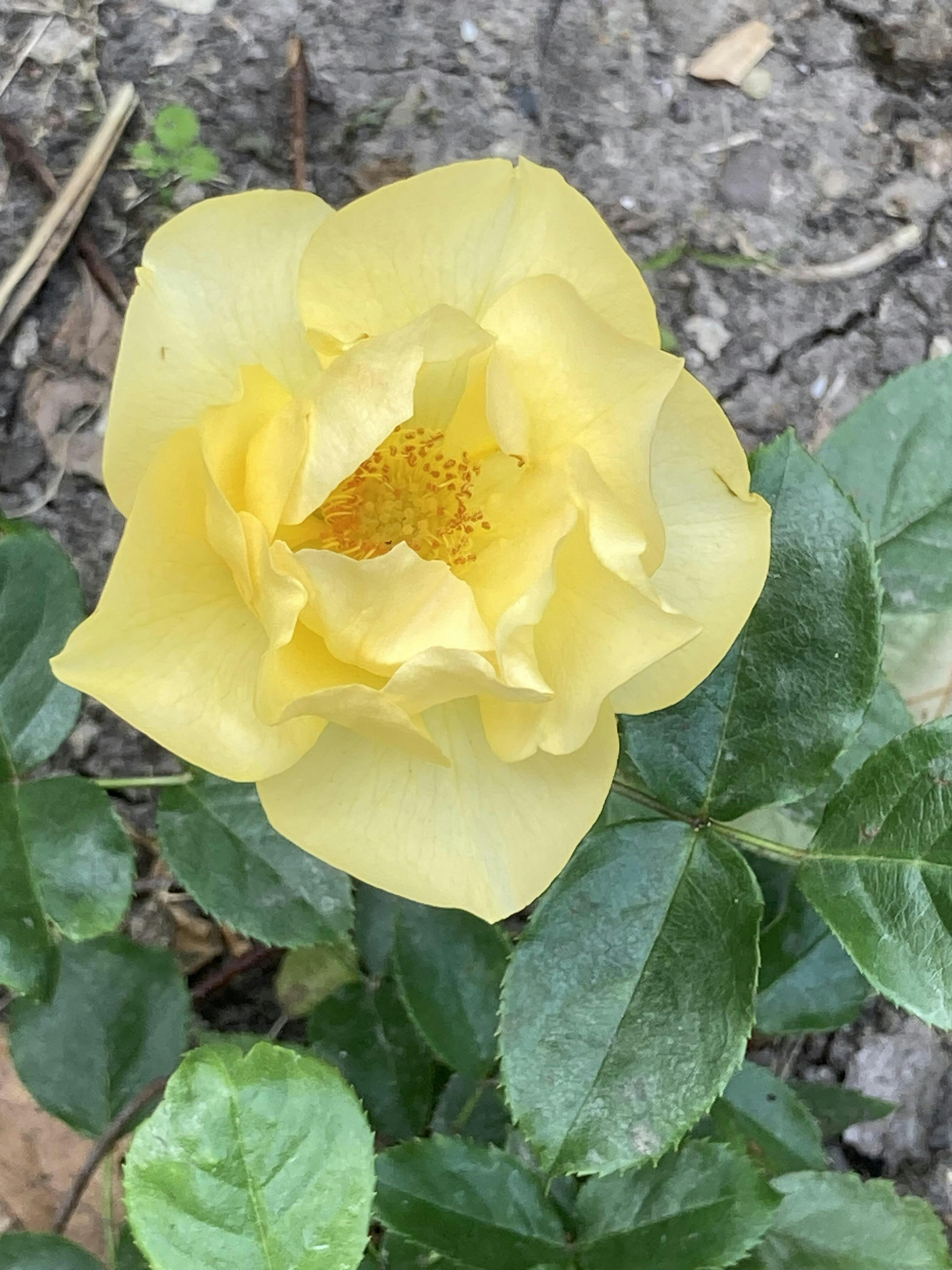 Julia Child™ Rose For Sale | Shrubs & Trees – Great Garden Plants