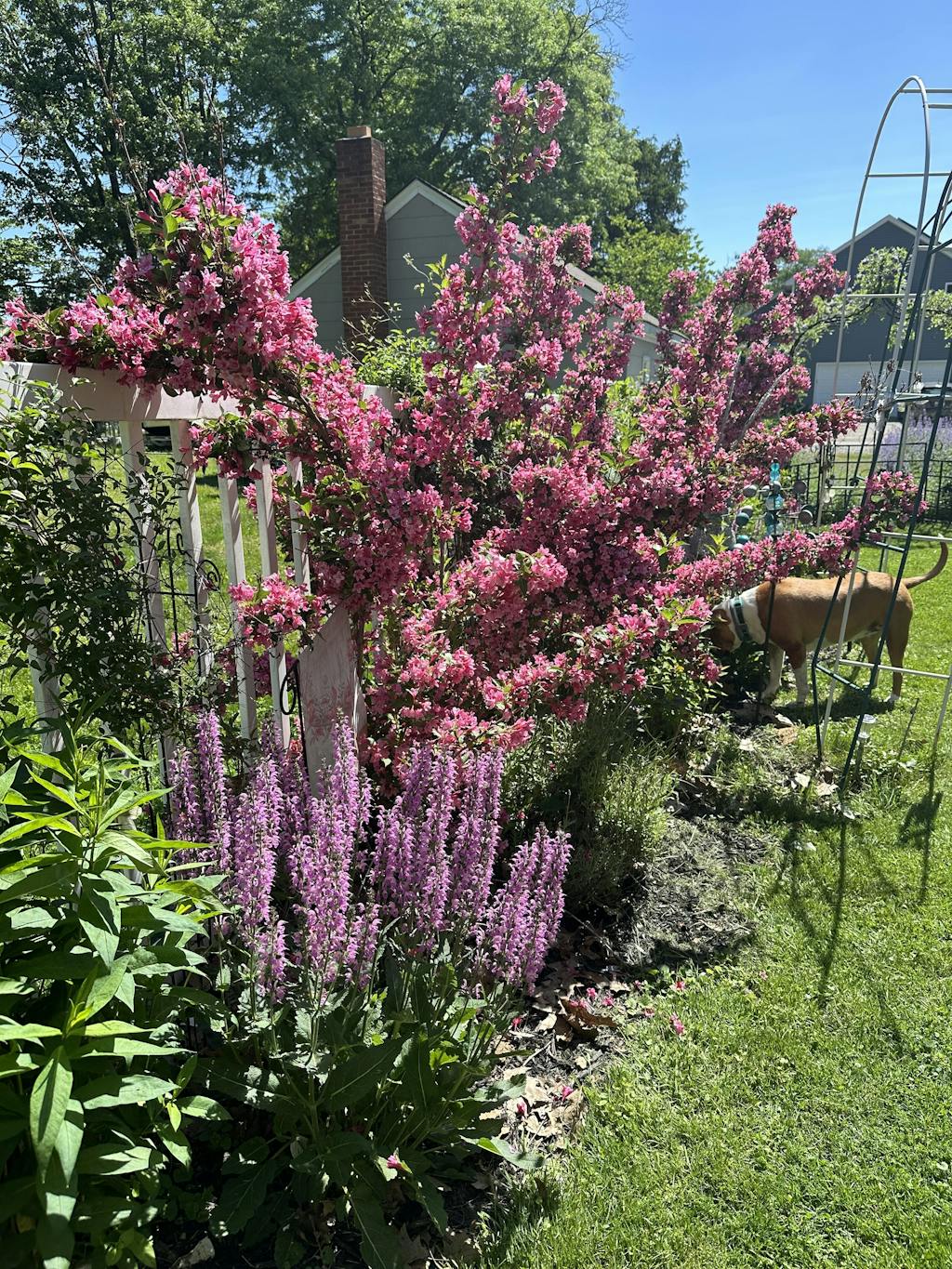 Sonic Bloom Punch™ Weigela For Sale | Proven Winners – Great Garden Plants