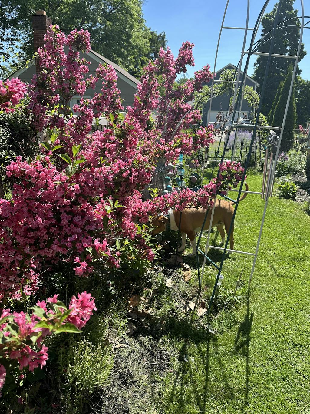 Sonic Bloom Punch™ Weigela For Sale | Proven Winners – Great Garden Plants