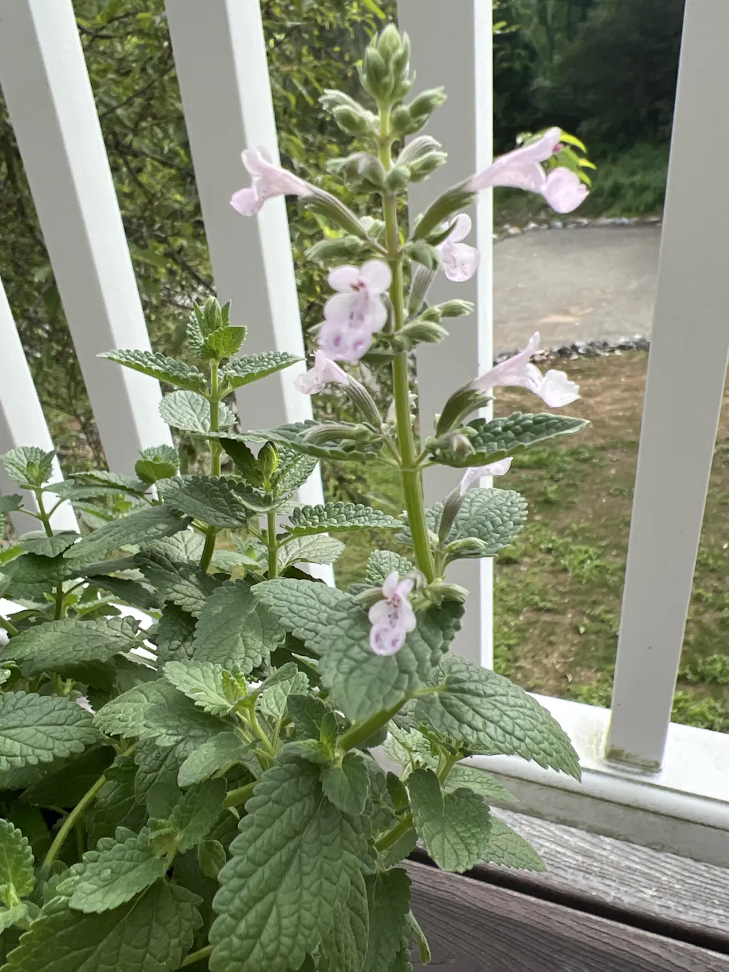 Whispurr™ Pink Catmint | Perennials – Great Garden Plants
