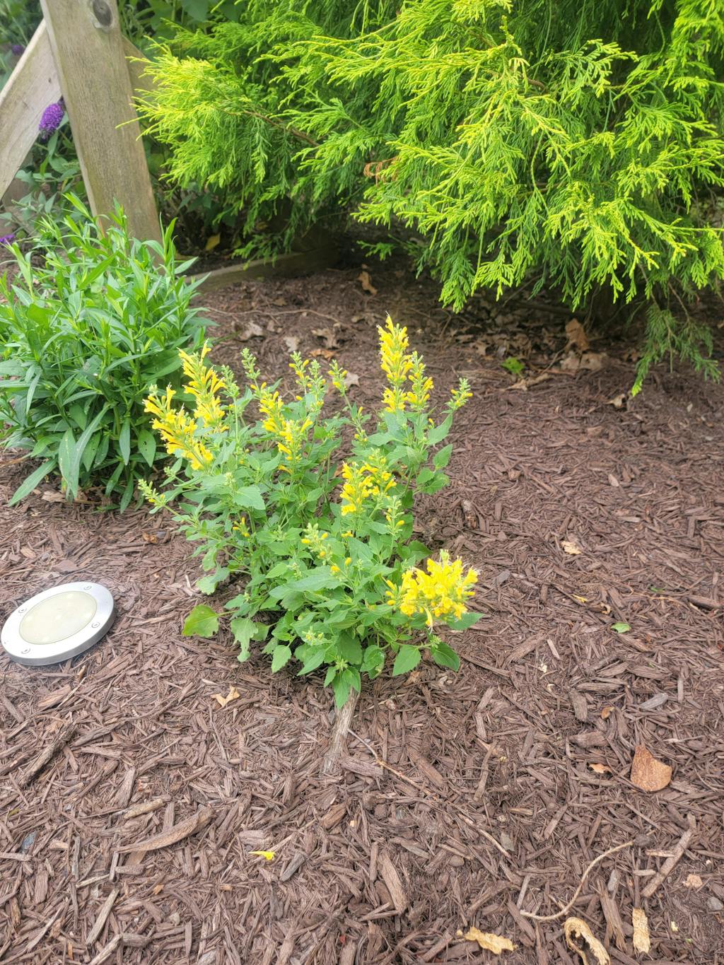 Poquito™ Butter Yellow Hummingbird Mint | Perennials – Great Garden Plants