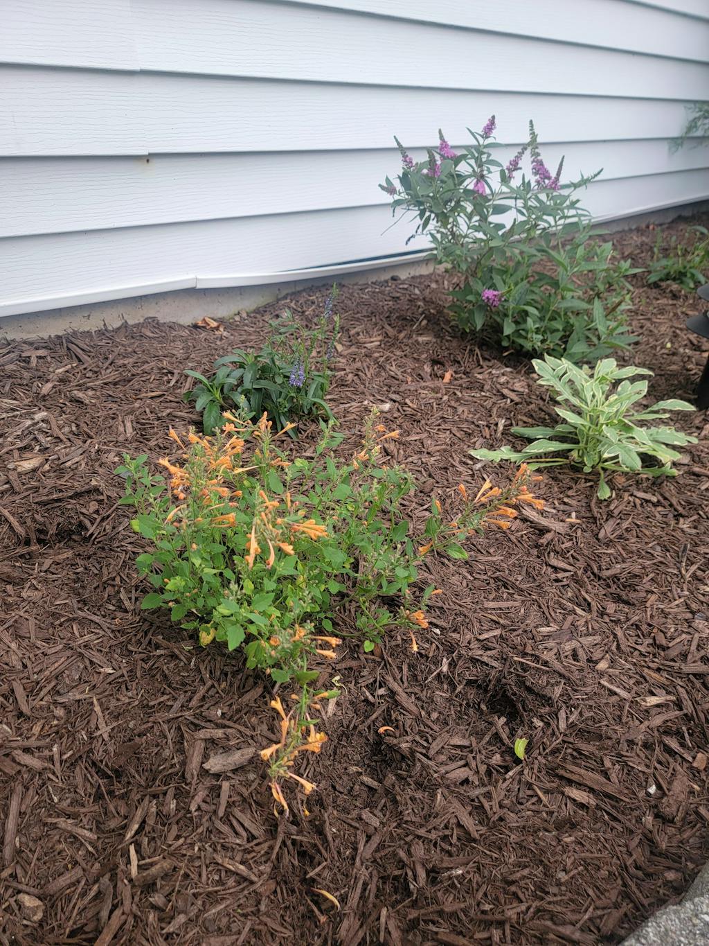 Kudos™ Mandarin Hummingbird Mint | Perennials – Great Garden Plants