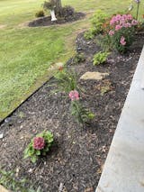 Wee Bit Grumpy® Bigleaf Hydrangea | Proven Winners – Great Garden Plants