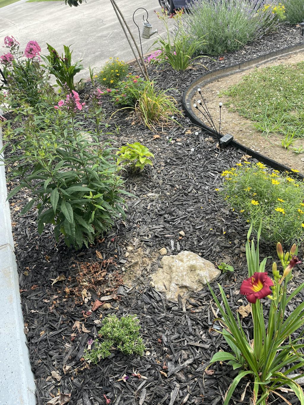 Wee Bit Grumpy® Bigleaf Hydrangea | Proven Winners – Great Garden Plants