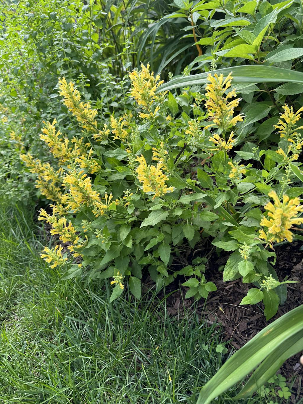 Poquito™ Butter Yellow Hummingbird Mint | Perennials – Great Garden Plants