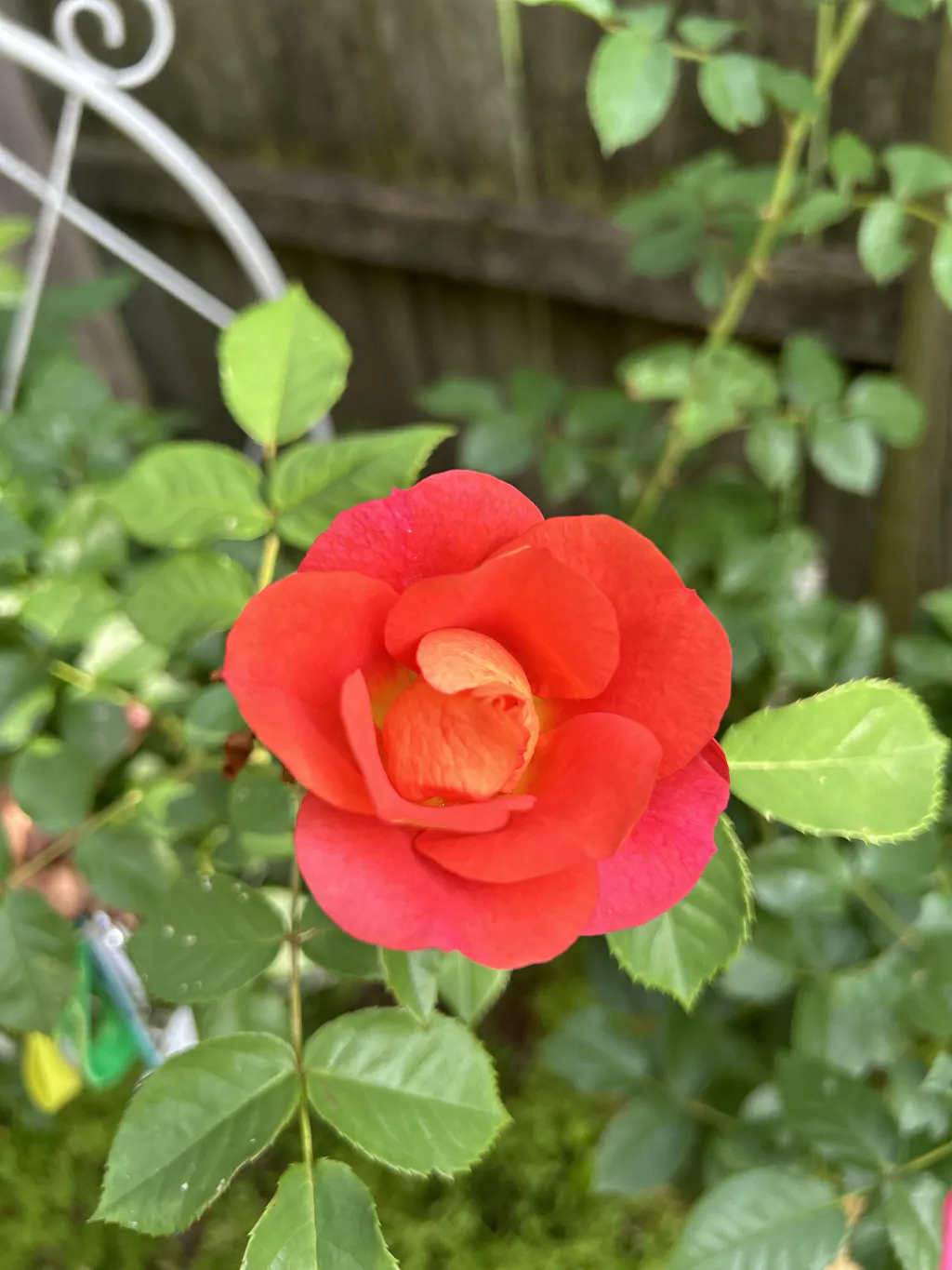 Rise Up Emberays® Climbing Rose For Sale | Vines & Climbers – Great ...