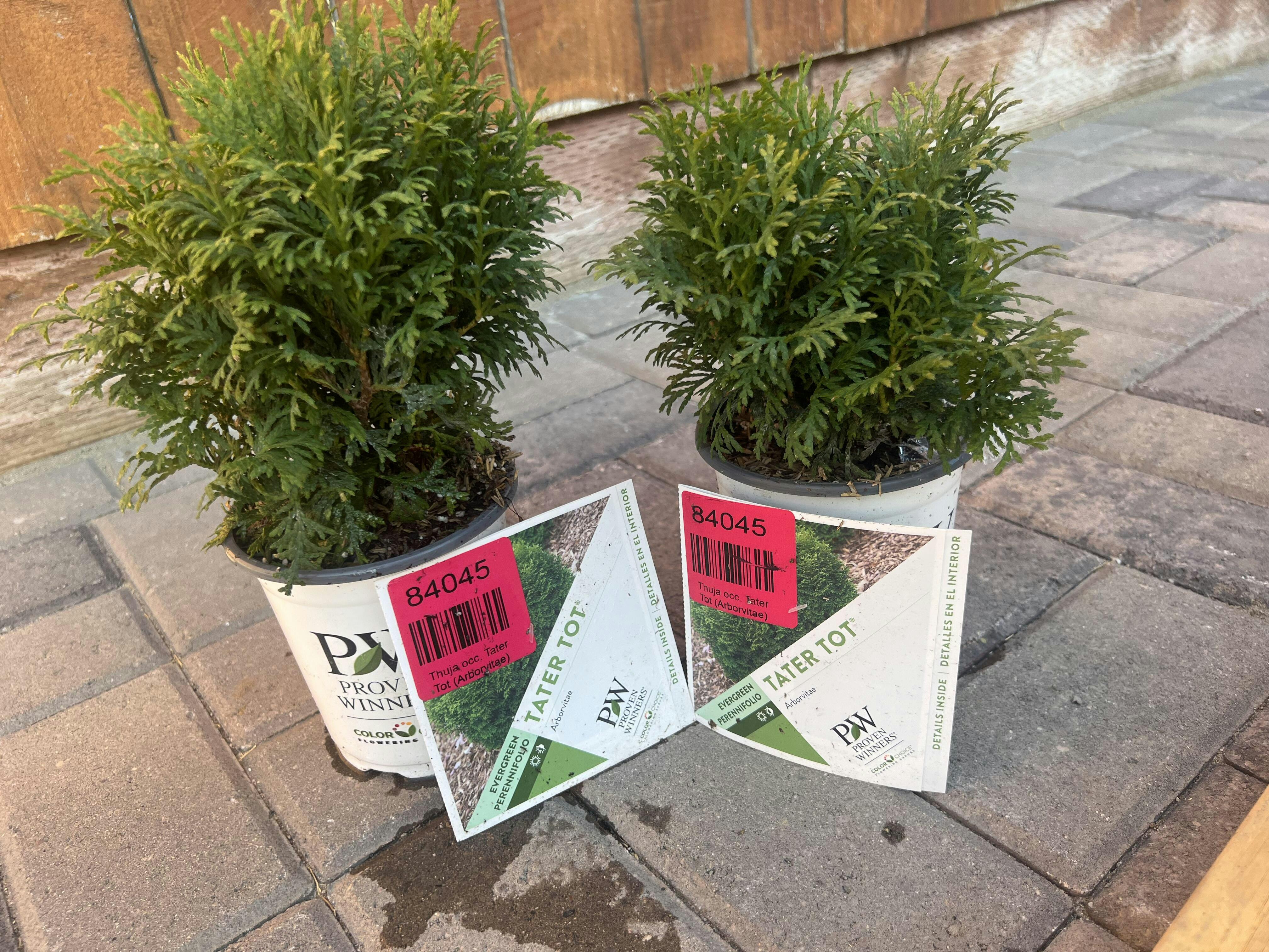 Tater Tot® Arborvitae | Proven Winners – Great Garden Plants