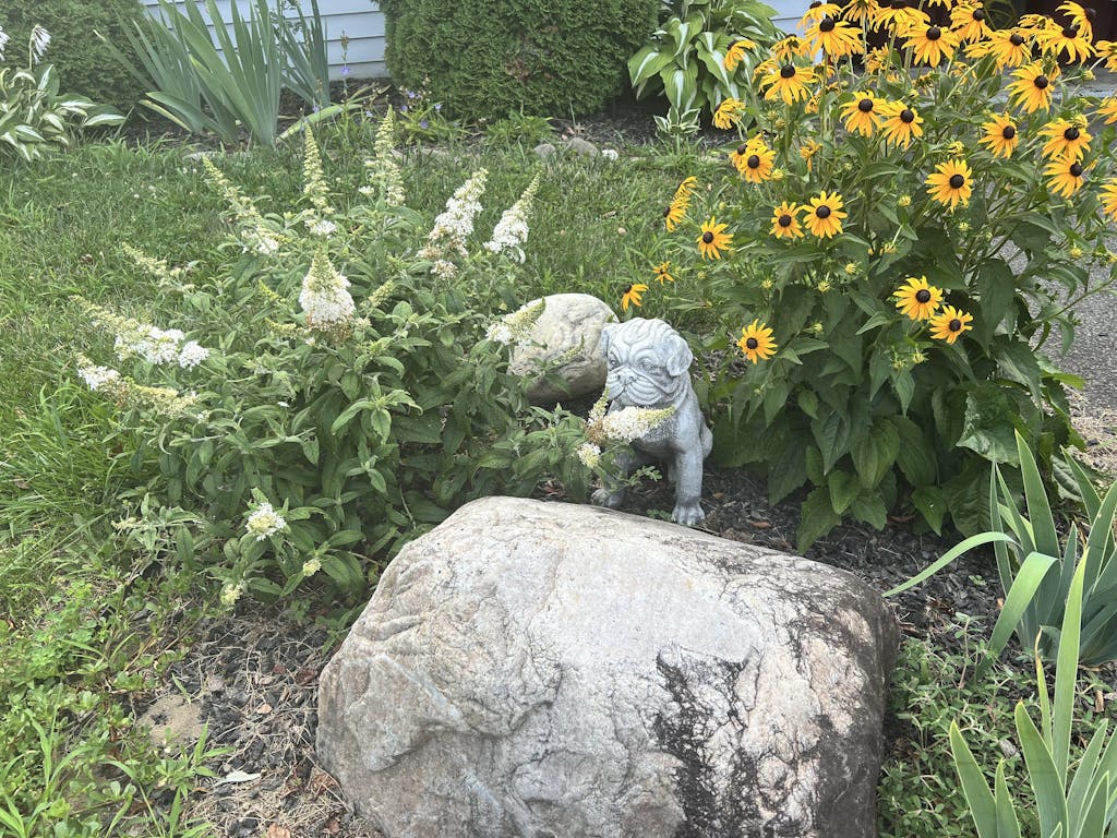 Pugster White® Butterfly Bush | ButterflyBushes.com