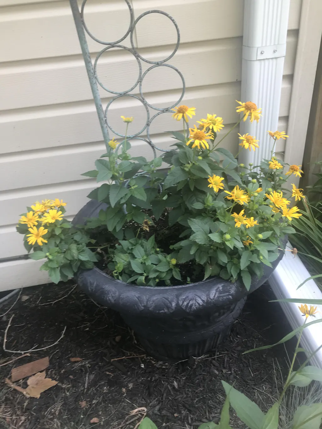 'Tuscan Sun' False Sunflower - Heliopsis – ButterflyBushes.com