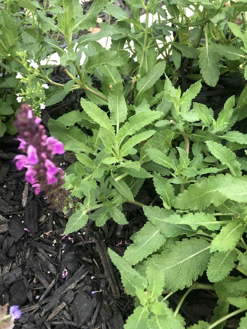 'Pink Profusion' Salvia | Perennials – Great Garden Plants