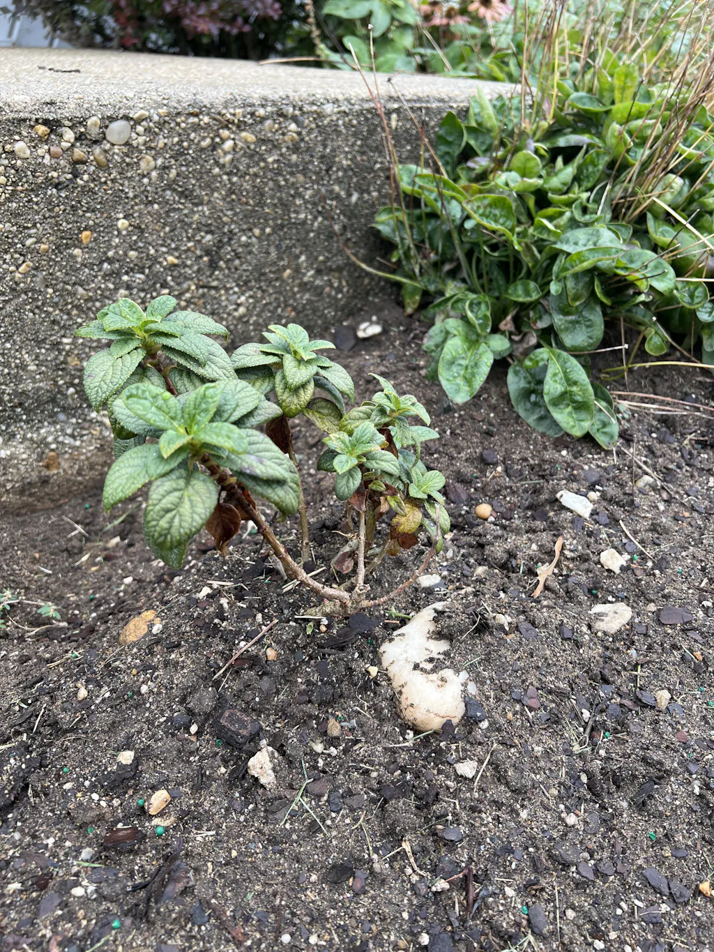 Little Quick Fire® Panicle Hydrangea For Sale | Proven Winners – Great ...