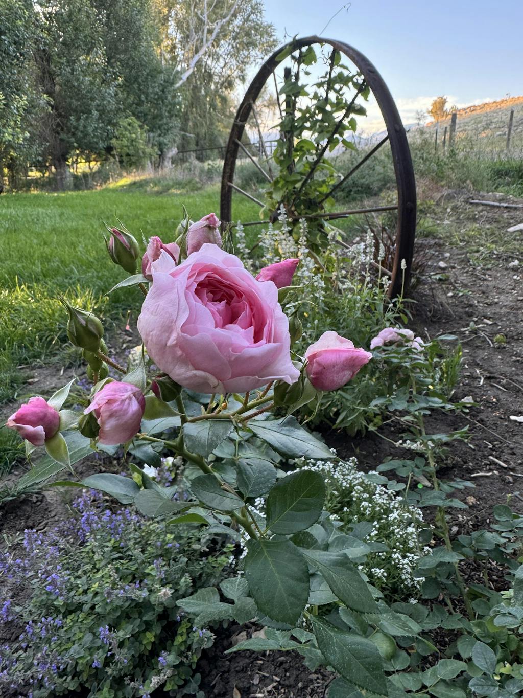 Reminiscent™ Pink Rose For Sale | Proven Winners – Great Garden Plants