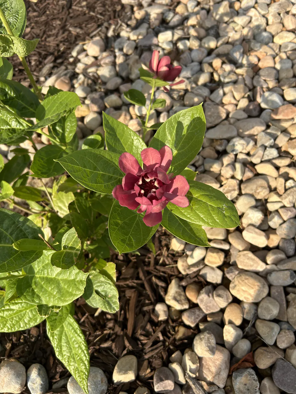 Simply Scentsational® Sweetshrub | Proven Winners – Great Garden Plants