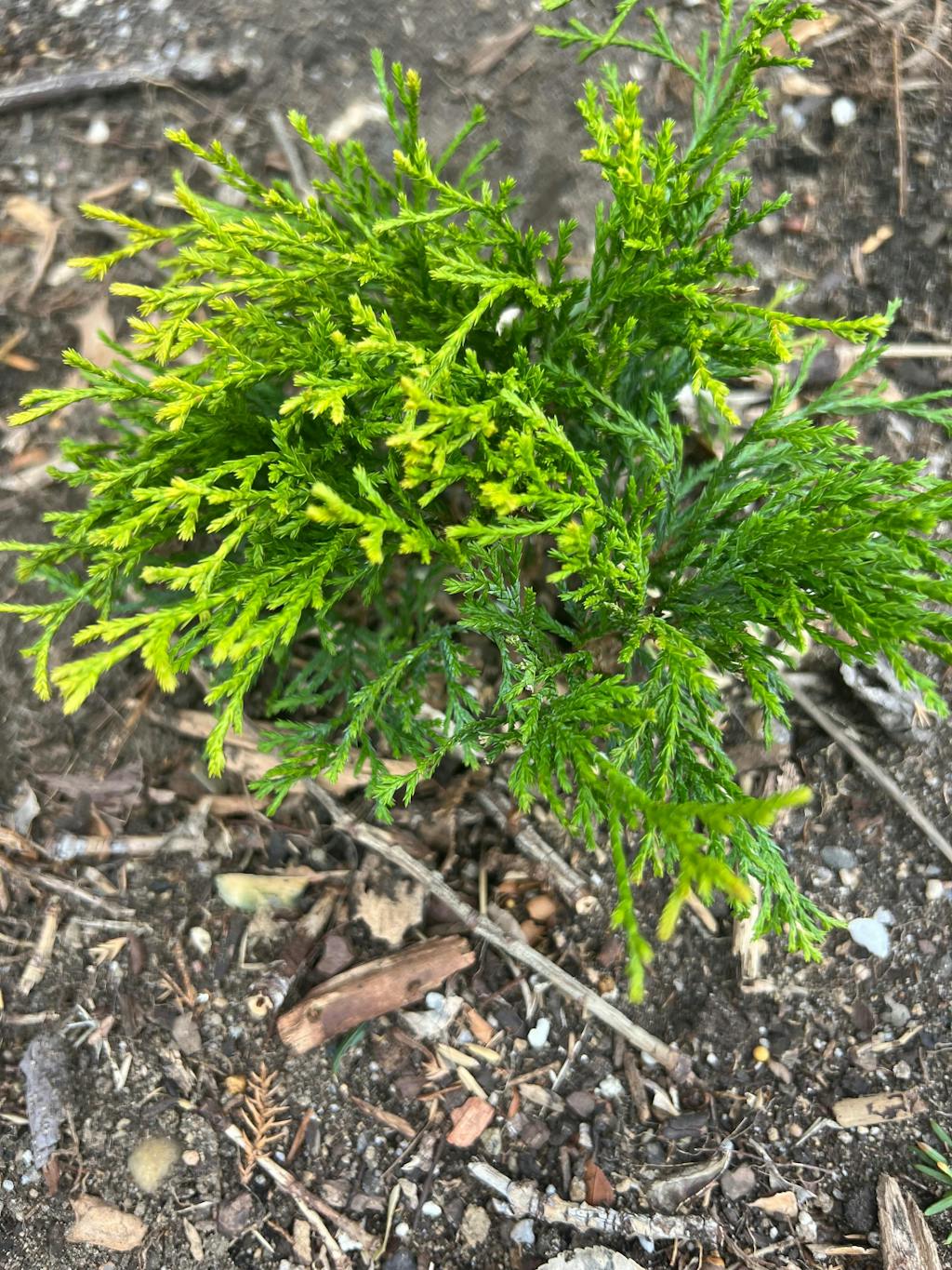 'Gold Mop' False Cypress | Shrubs & Trees – Great Garden Plants