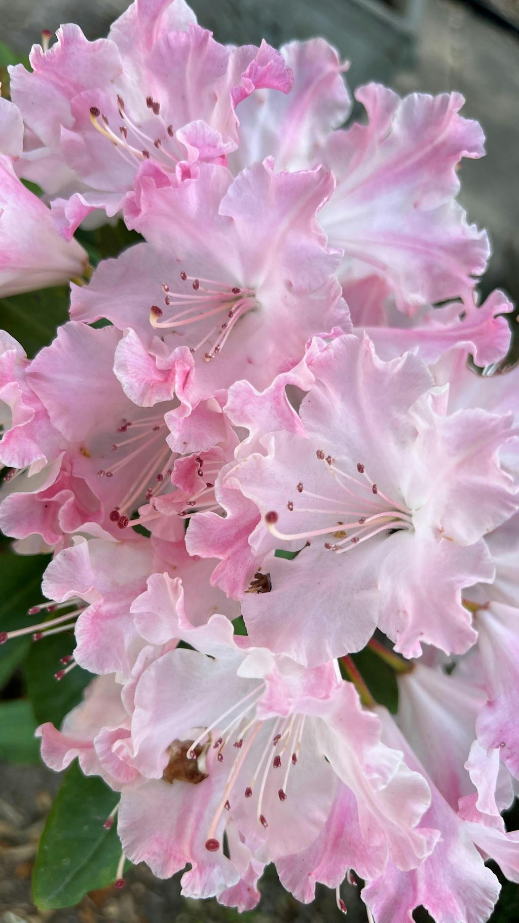 Dandy Man Color Wheel® Rhododendron | Proven Winners – Great Garden Plants