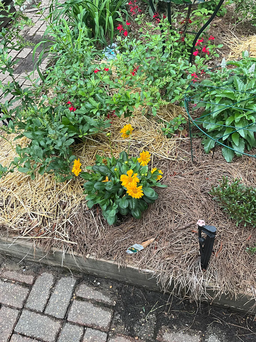 Tuscan Gold™ False Sunflower - Heliopsis – ButterflyBushes.com