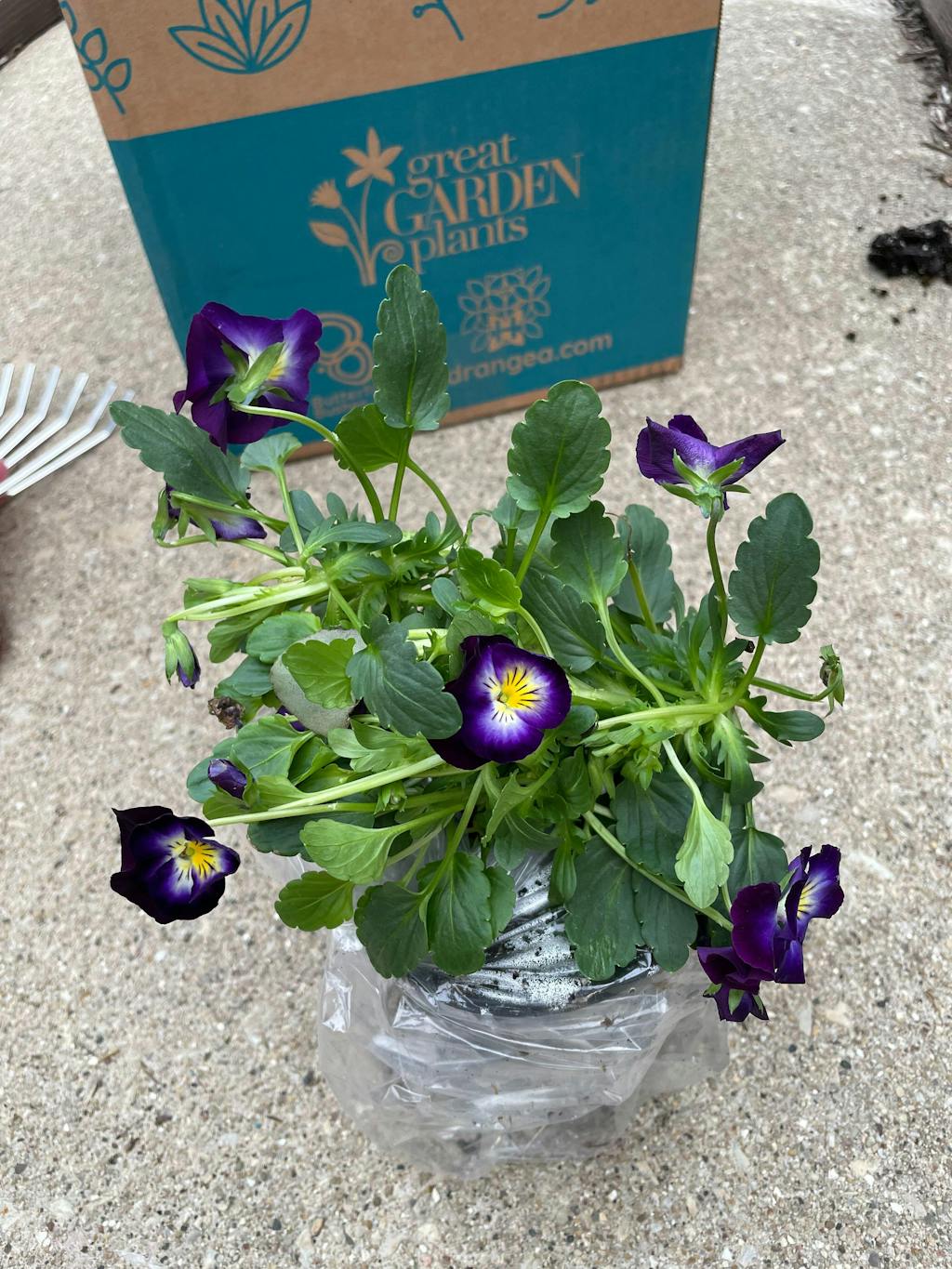 'Halo Violet' Viola Plants For Sale | Perennials – Great Garden Plants