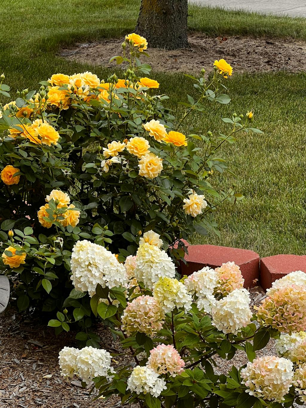 Julia Child™ Rose For Sale | Shrubs & Trees – Great Garden Plants