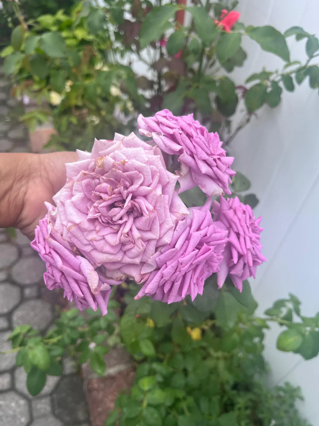 Rise Up Lilac Days™ Climbing Rose | Vines & Climbers – Great Garden Plants