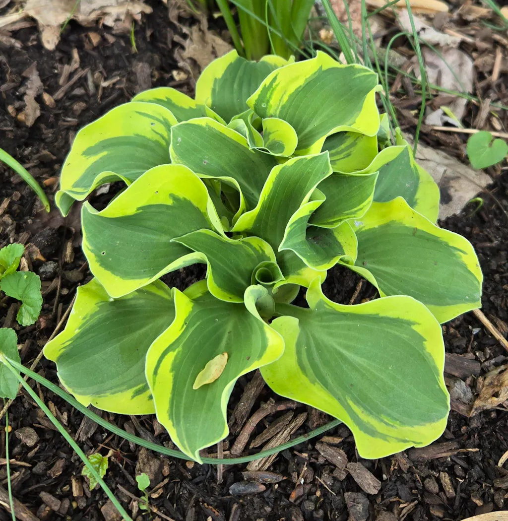 'Mini Skirt' Hosta | Perennials – Great Garden Plants
