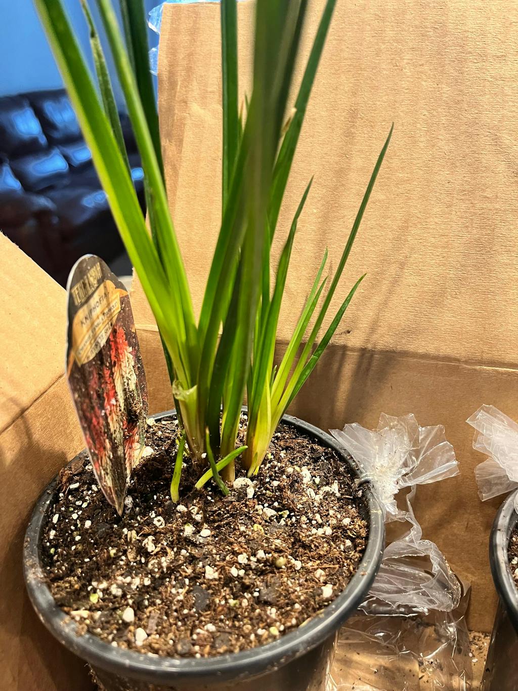 Pyromania® 'Hot and Cold' Red Hot Poker | Proven Winners – Great Garden ...