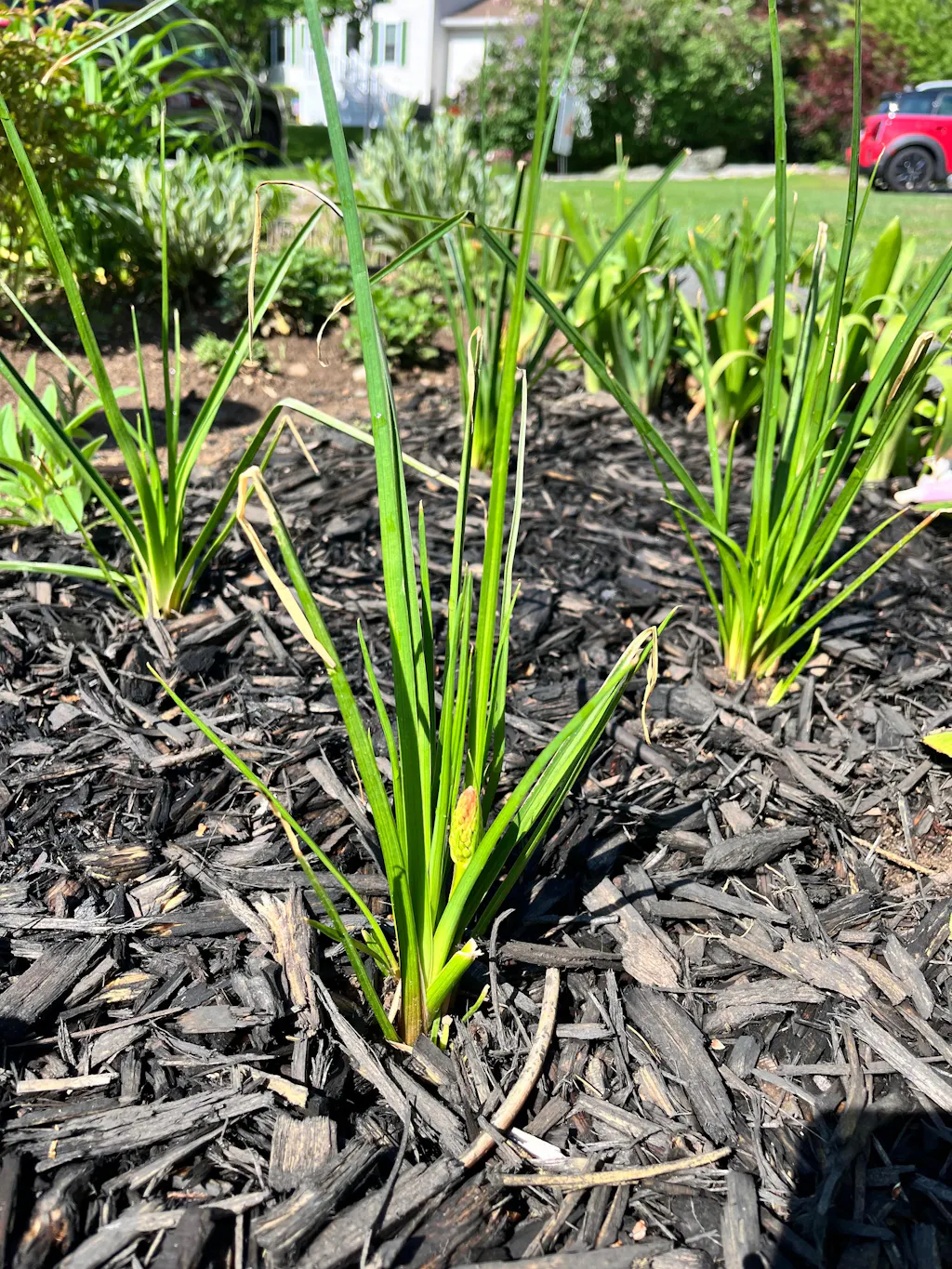 Pyromania® 'Hot and Cold' Red Hot Poker | Proven Winners – Great Garden ...