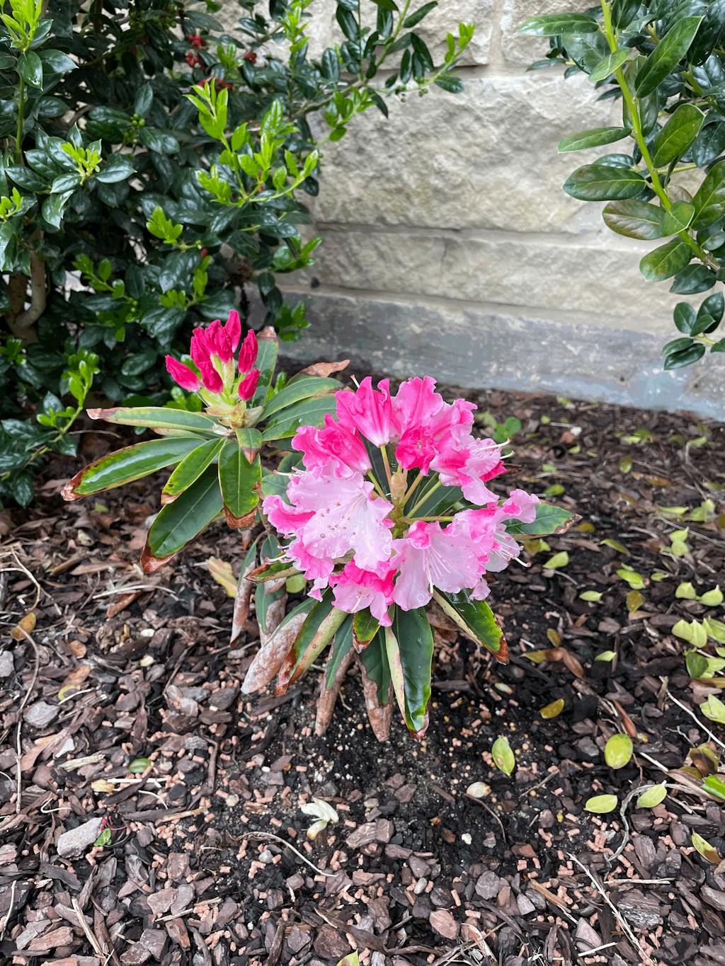 Dandy Man Color Wheel® Rhododendron | Proven Winners – Great Garden Plants