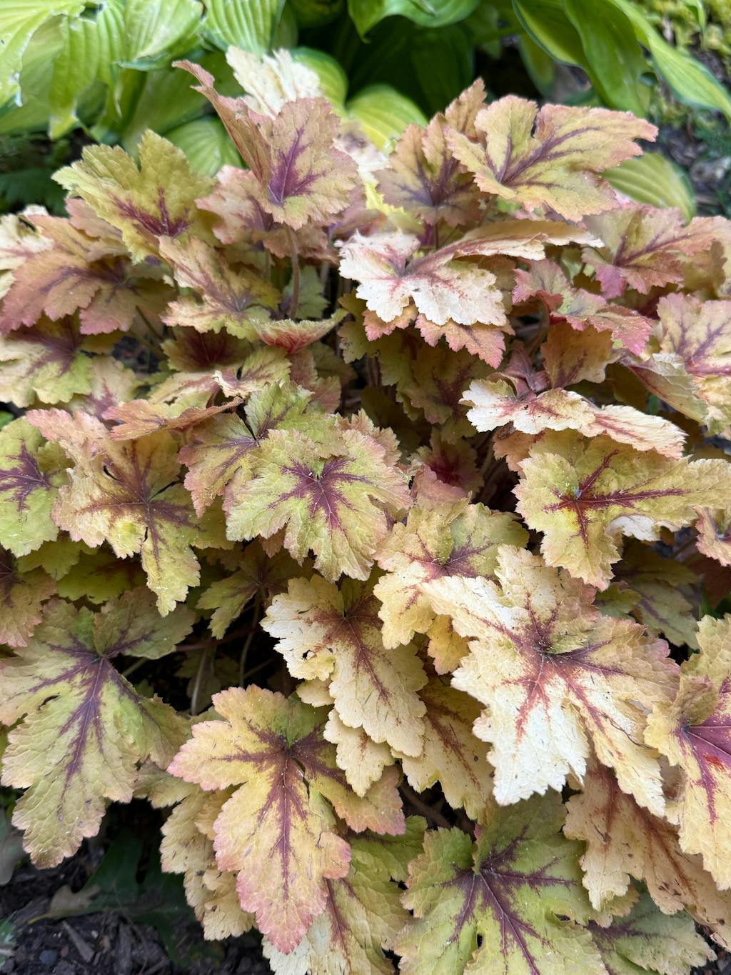 'Copper King' Foamy Bells | Perennials – Great Garden Plants