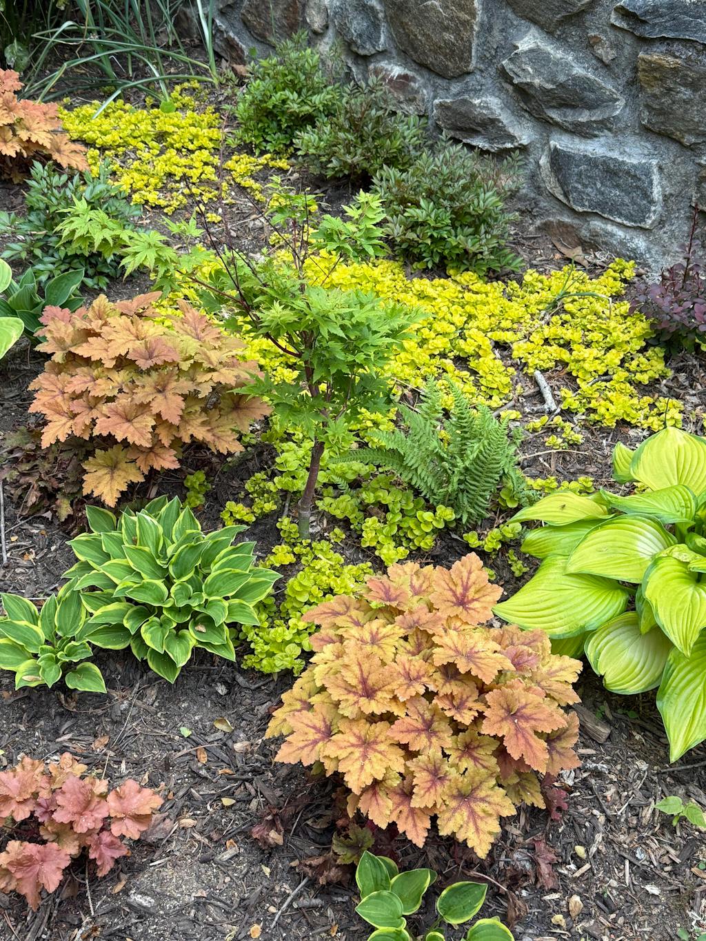 'Copper King' Foamy Bells | Perennials – Great Garden Plants