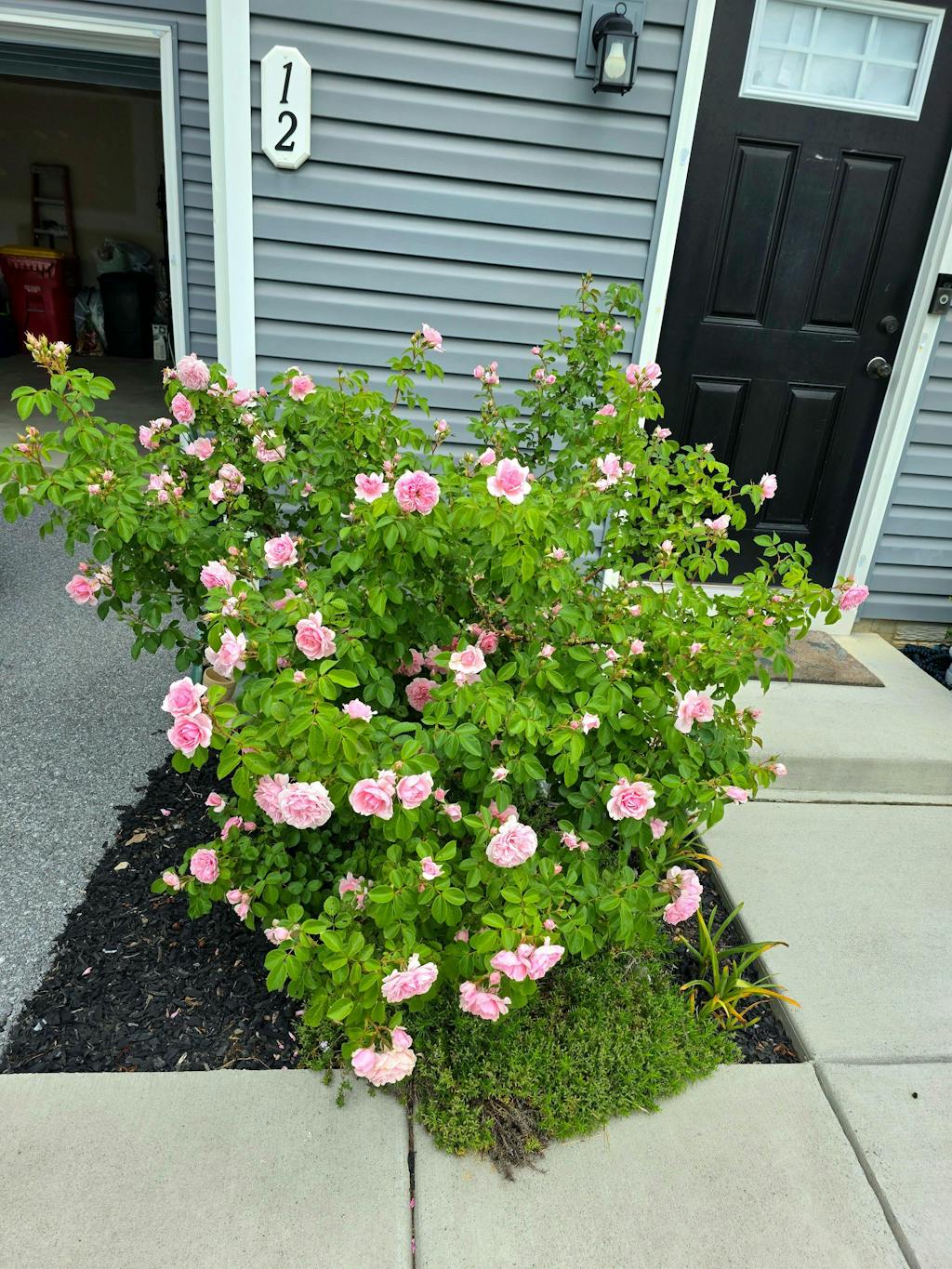 Reminiscent™ Pink Rose For Sale | Proven Winners – Great Garden Plants