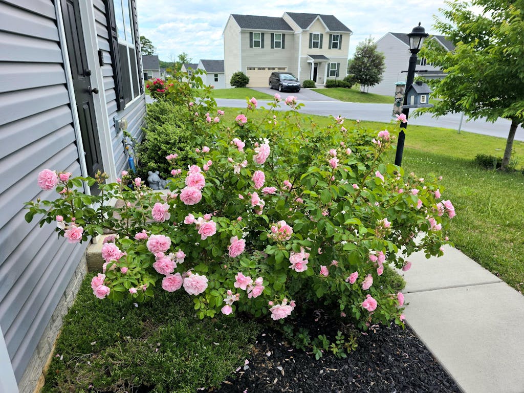 Reminiscent™ Pink Rose For Sale | Proven Winners – Great Garden Plants