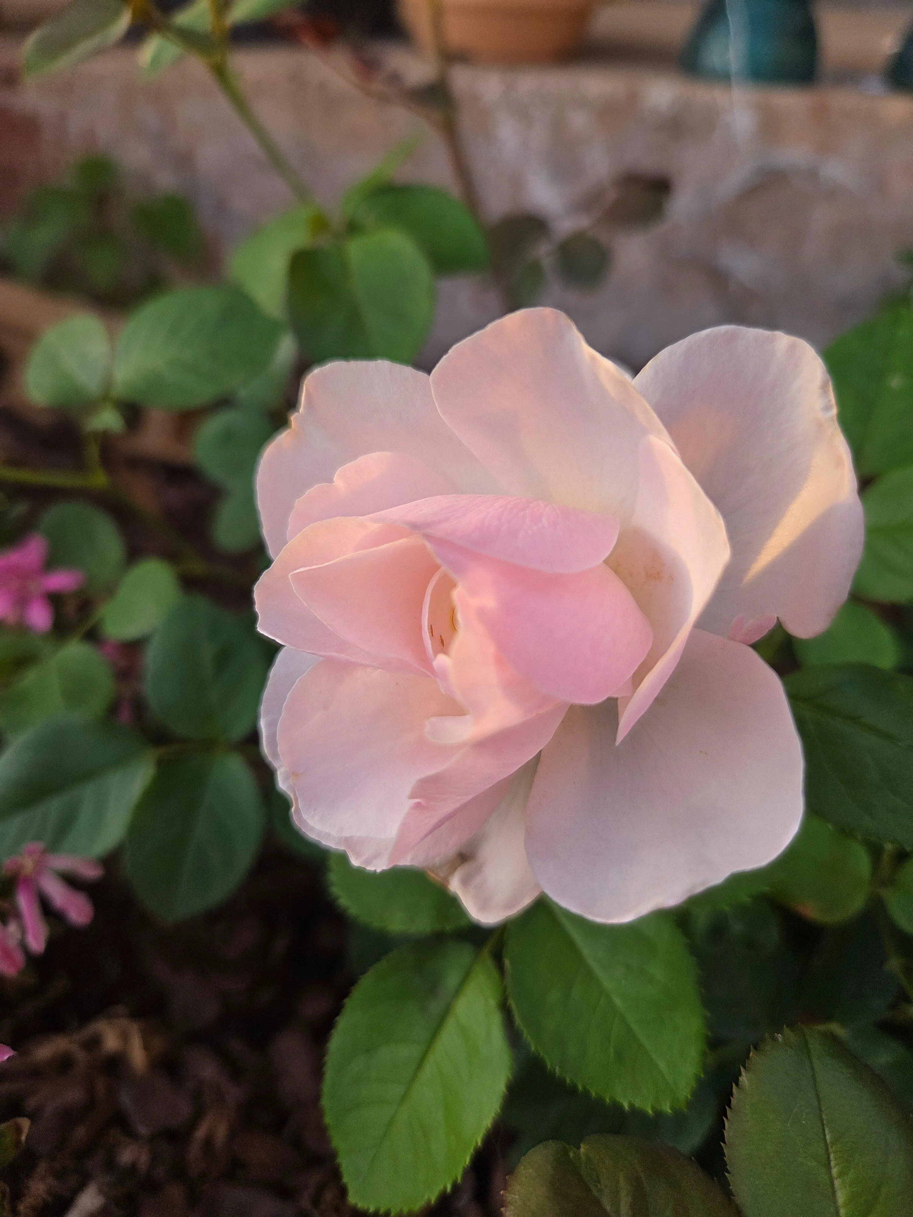 Flavorette Pear'd® Rose For Sale | Proven Winners – Great Garden Plants