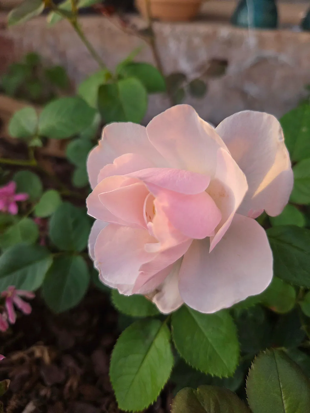 Flavorette Pear'd® Rose For Sale | Proven Winners – Great Garden Plants