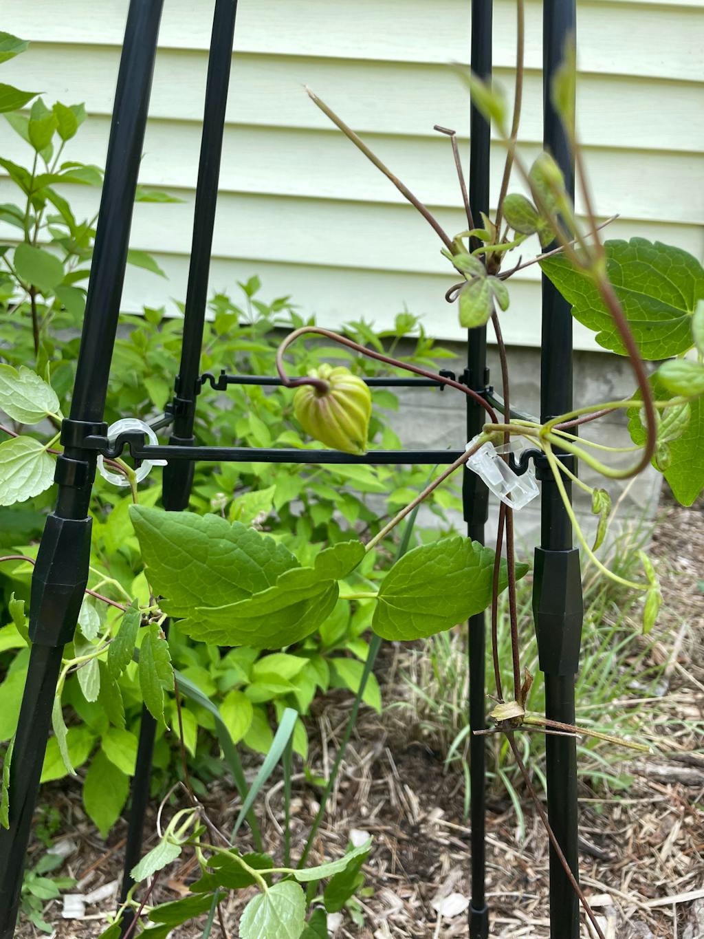 Funyella™ Clematis For Sale | Proven Winners – Great Garden Plants