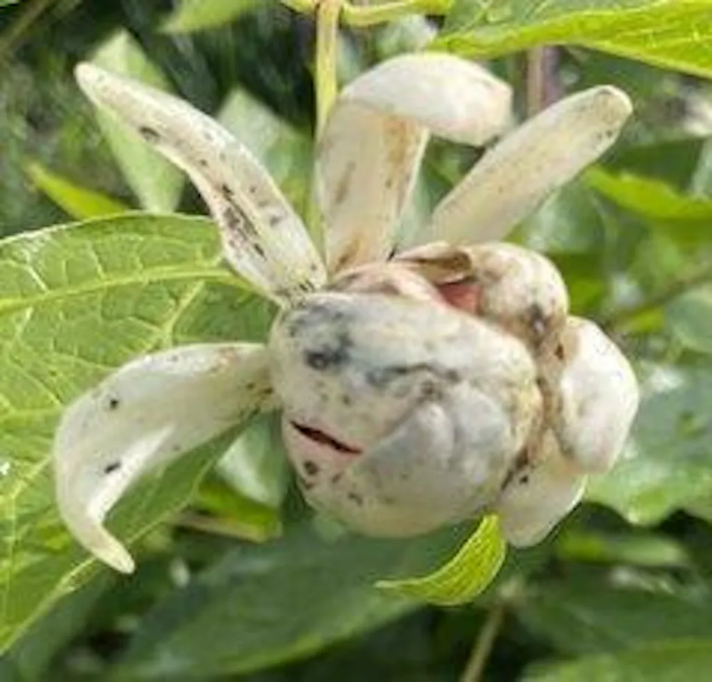 'Venus' Sweetshrub | Shrubs & Trees – Great Garden Plants