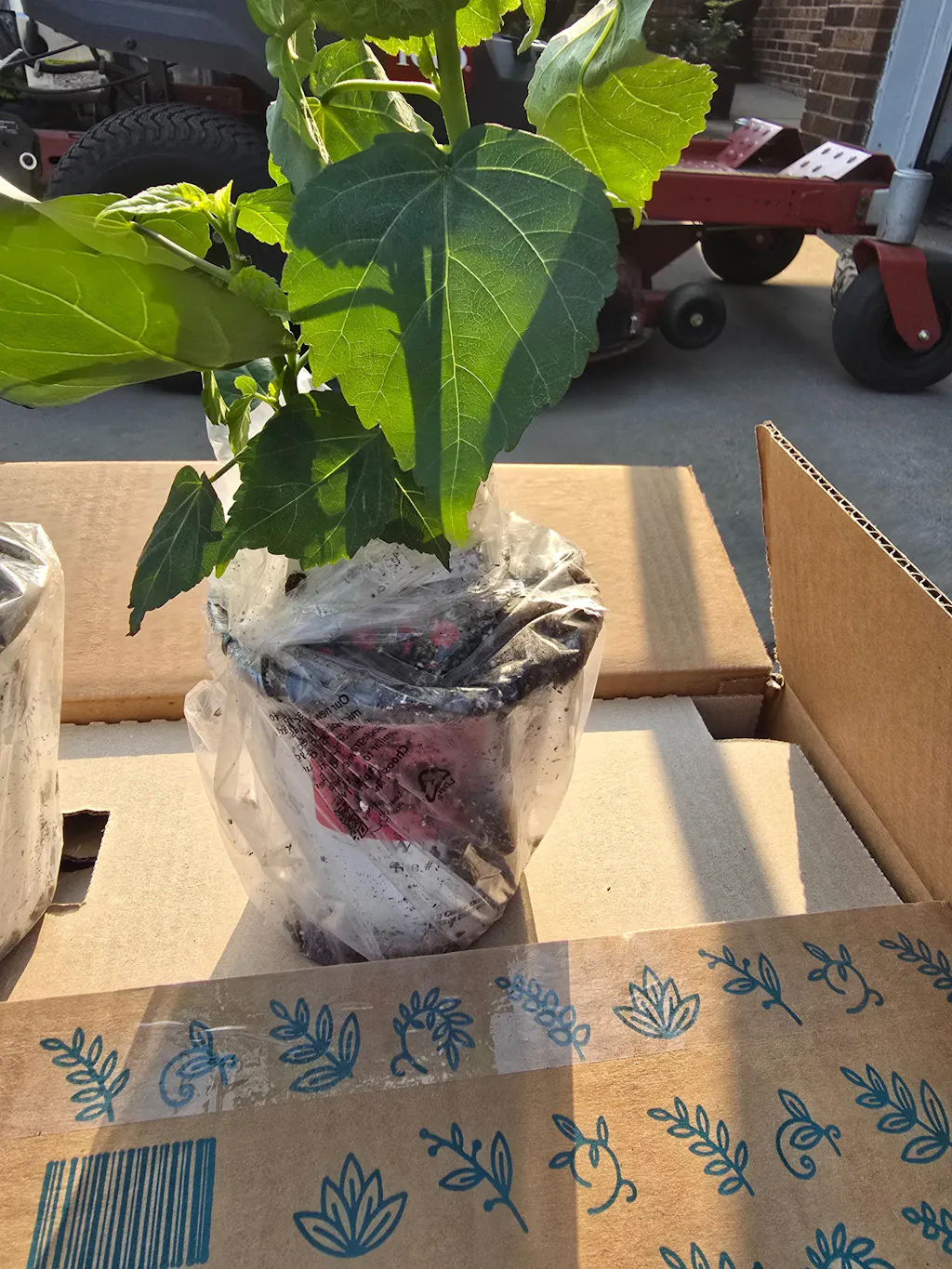 Summerific® 'Garnet Globes' Perennial Hibiscus | Perennials – Great ...