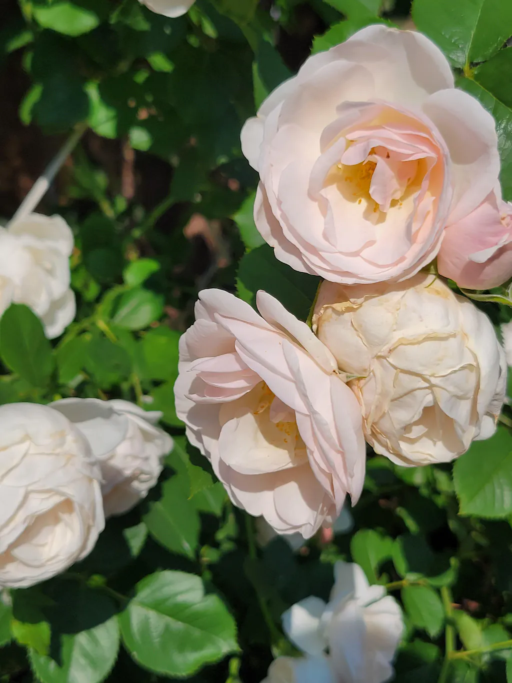 Flavorette Pear'd® Rose For Sale | Proven Winners – Great Garden Plants