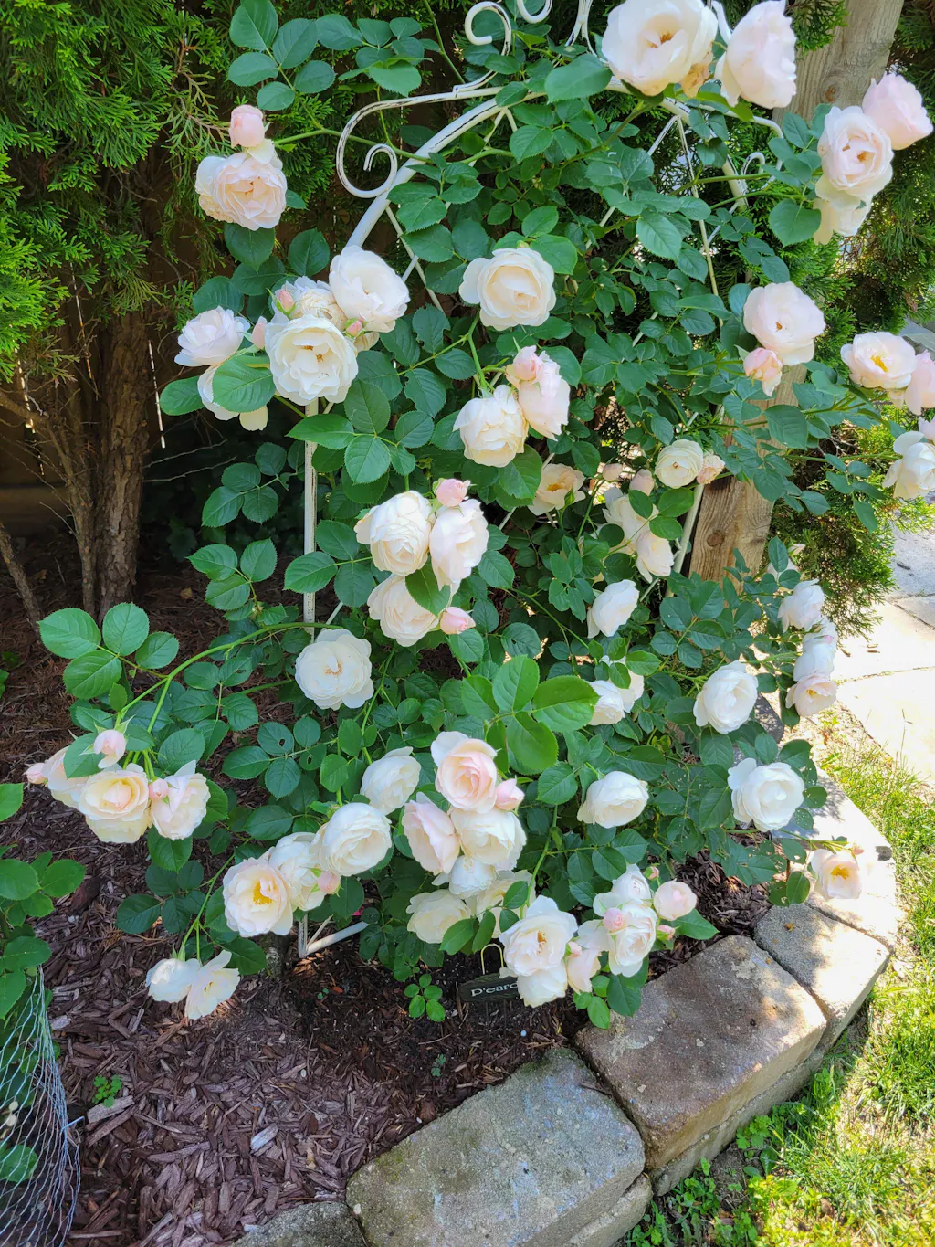 Flavorette Pear'd® Rose For Sale | Proven Winners – Great Garden Plants