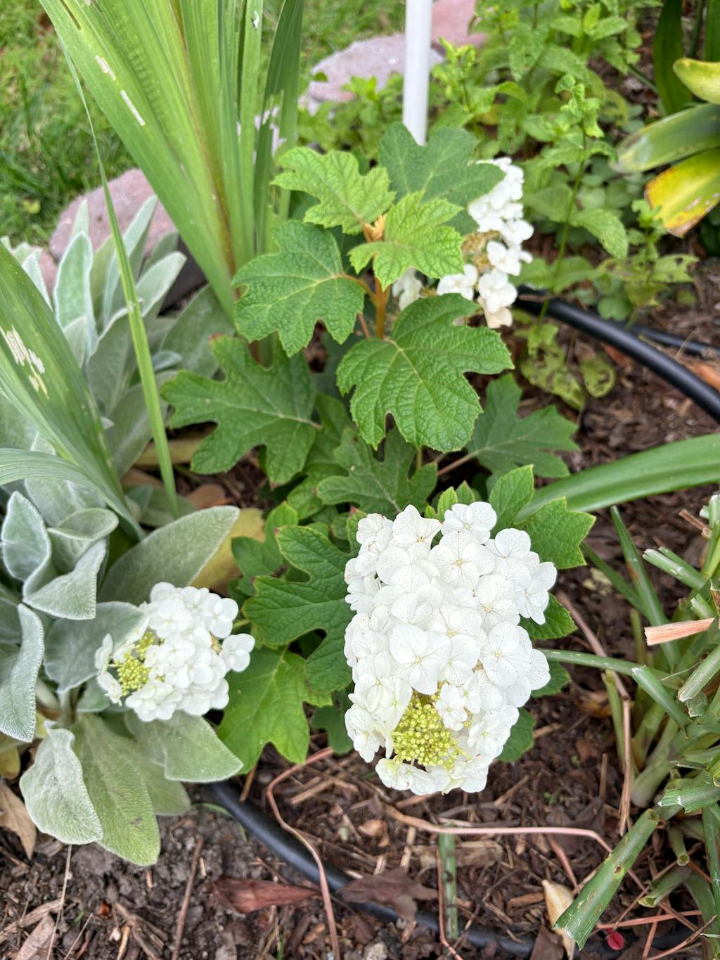 'Ruby Slippers' Oakleaf Hydrangea For Sale | Shrubs & Trees – Great ...